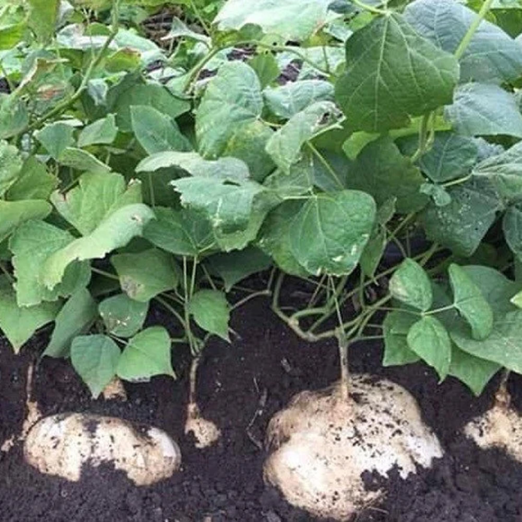 Jicama Plant Jicama Growing Information – Green Harvest
