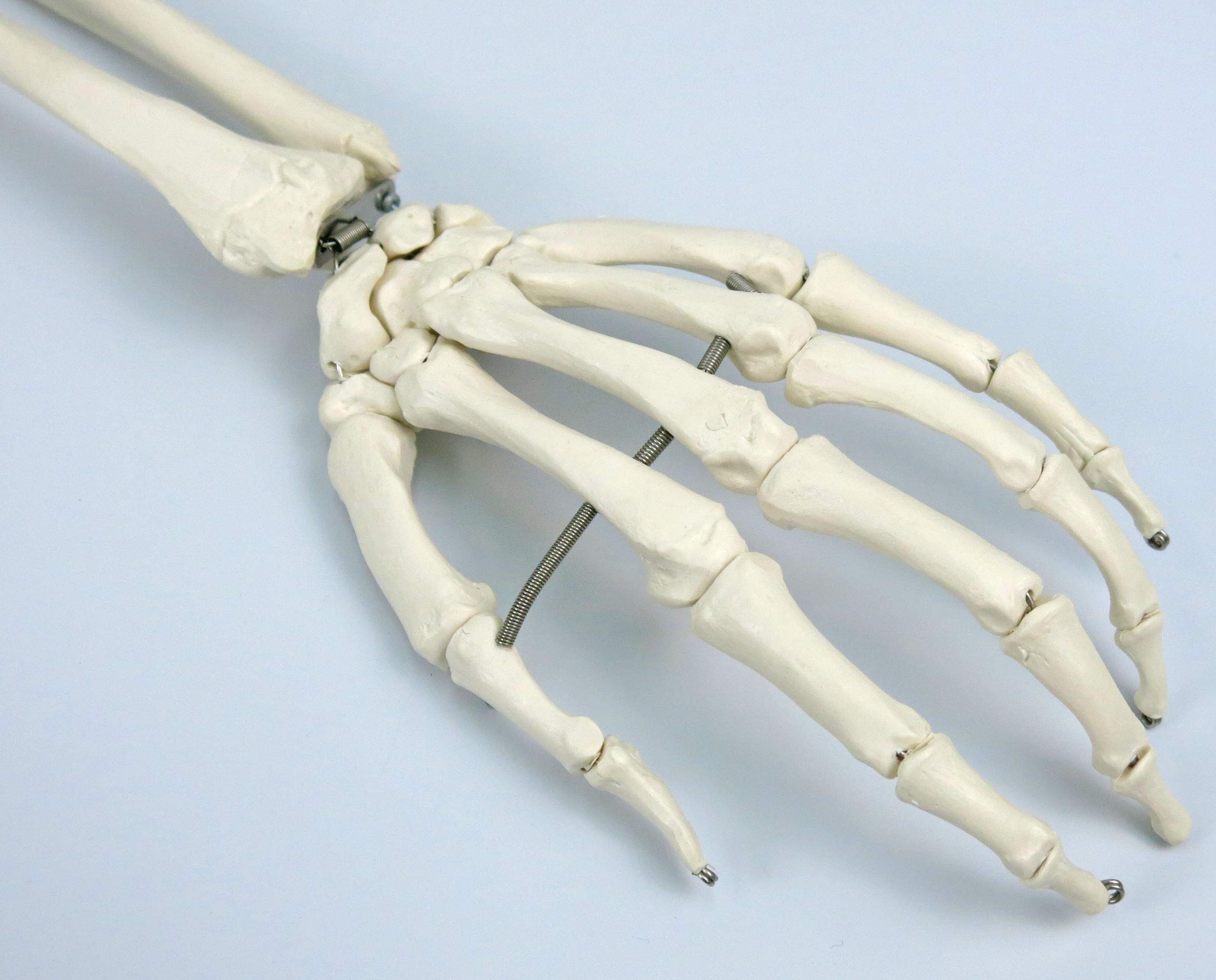 3B Scientific Human Anatomy - A10 Skeleton Model, Classic + free ...