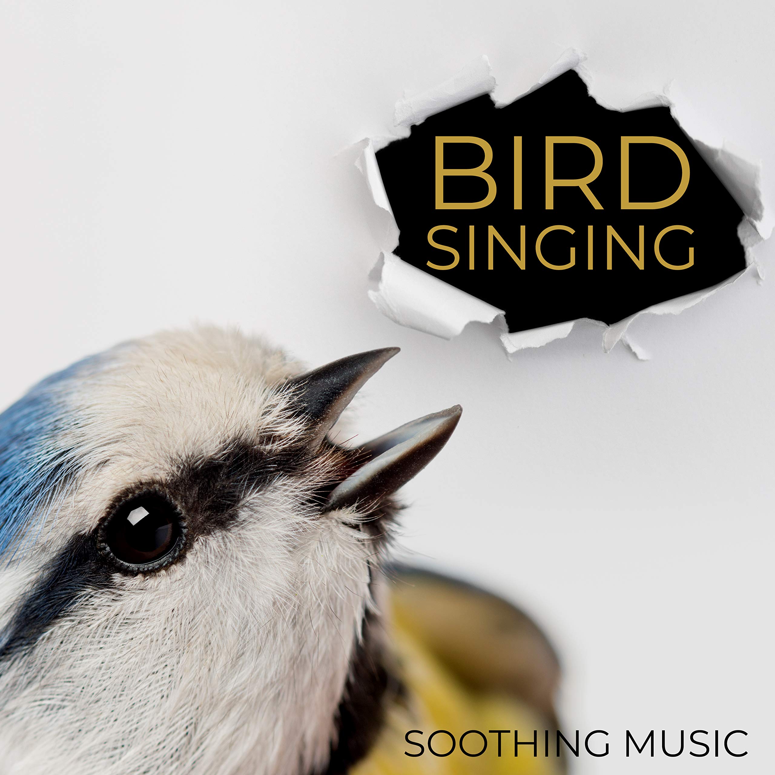 Hungry Chicks song by Bird Sounds & Bird Song Group from Mountain Bird ...