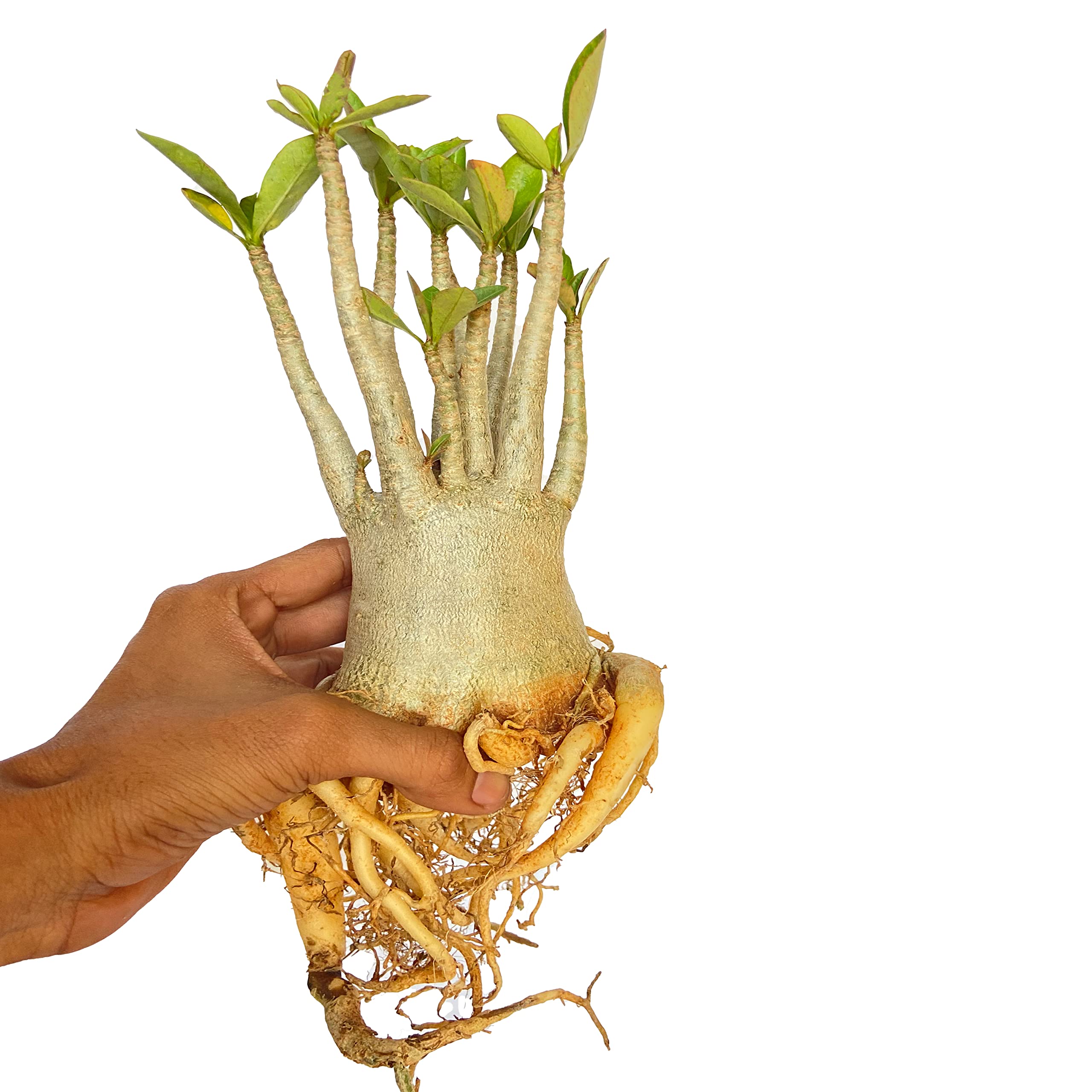 Indian Gardens - Adenium Arabicum RCN (Live plant) - 2 : Amazon.in ...