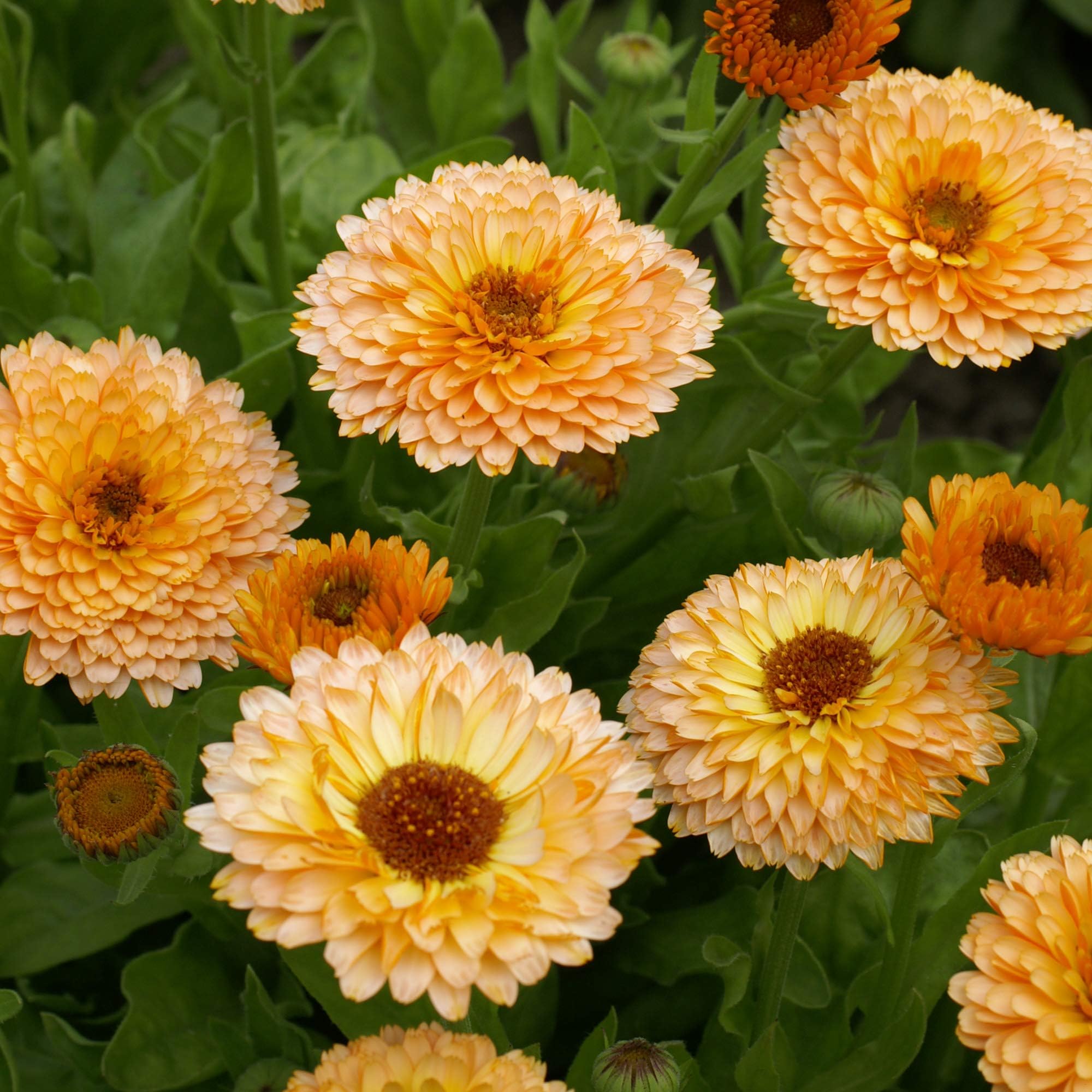 Amazon.com : 2000+ Calendula Seeds for Planting - Calendula officinalis ...