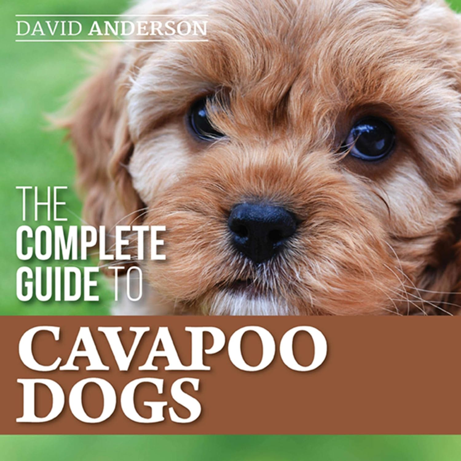Amazon.com: The Complete Guide to Cavapoo Dogs: Everything You Need to ...