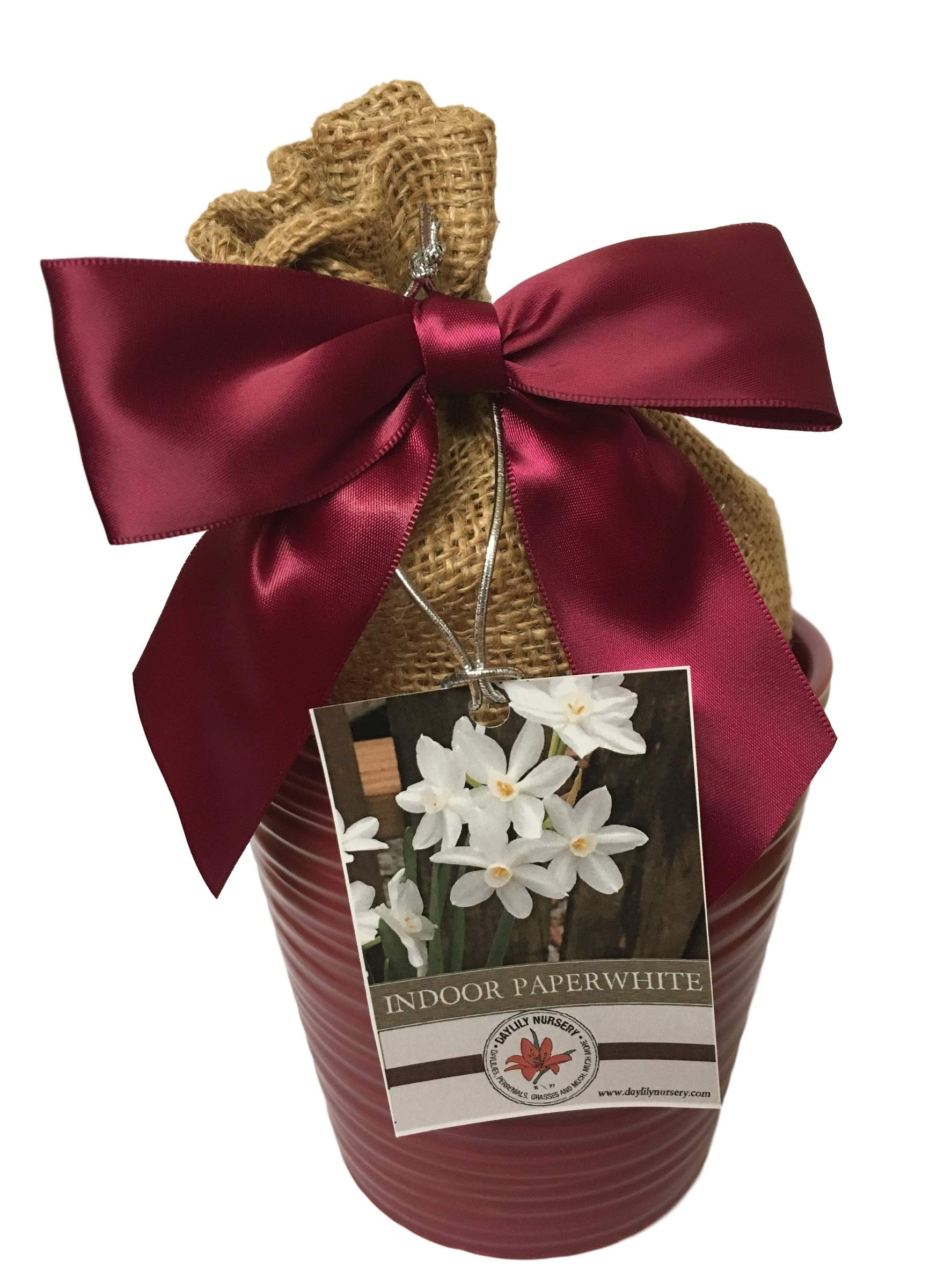 Amazon.com : Red Ceramic Paperwhite Holiday Gift Growing Kit. Includes ...