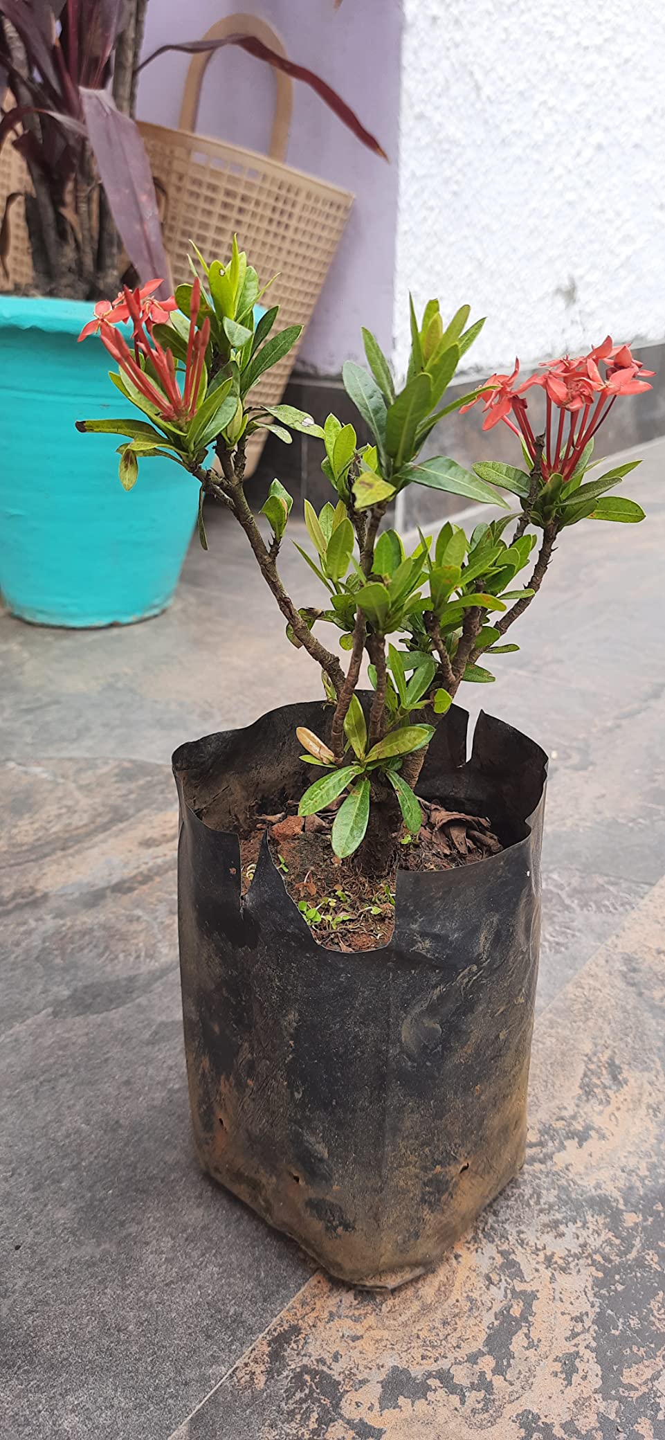 Creative Farmer Live Flower Plant Ixora Red Chethi, Thechi, Thetti ...
