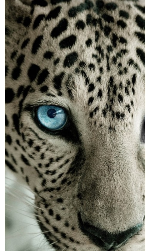 Kingz HD ANDROID WALLPAPERS:Amazon.de:Appstore for Android