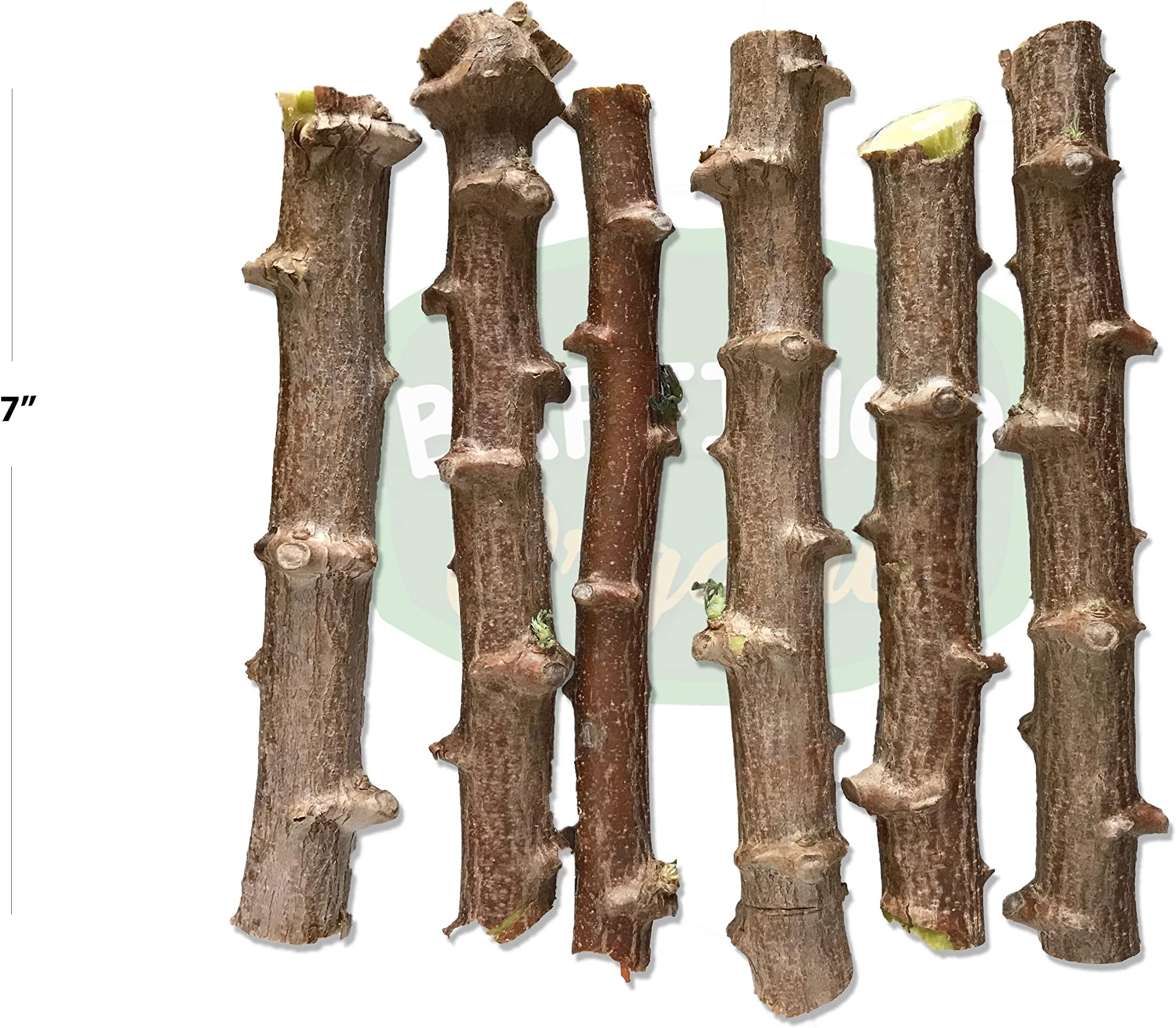 Amazon.com : 4 Yuca Cassava Manihot Sweet Cuttings, 6 to 8 Inches ...