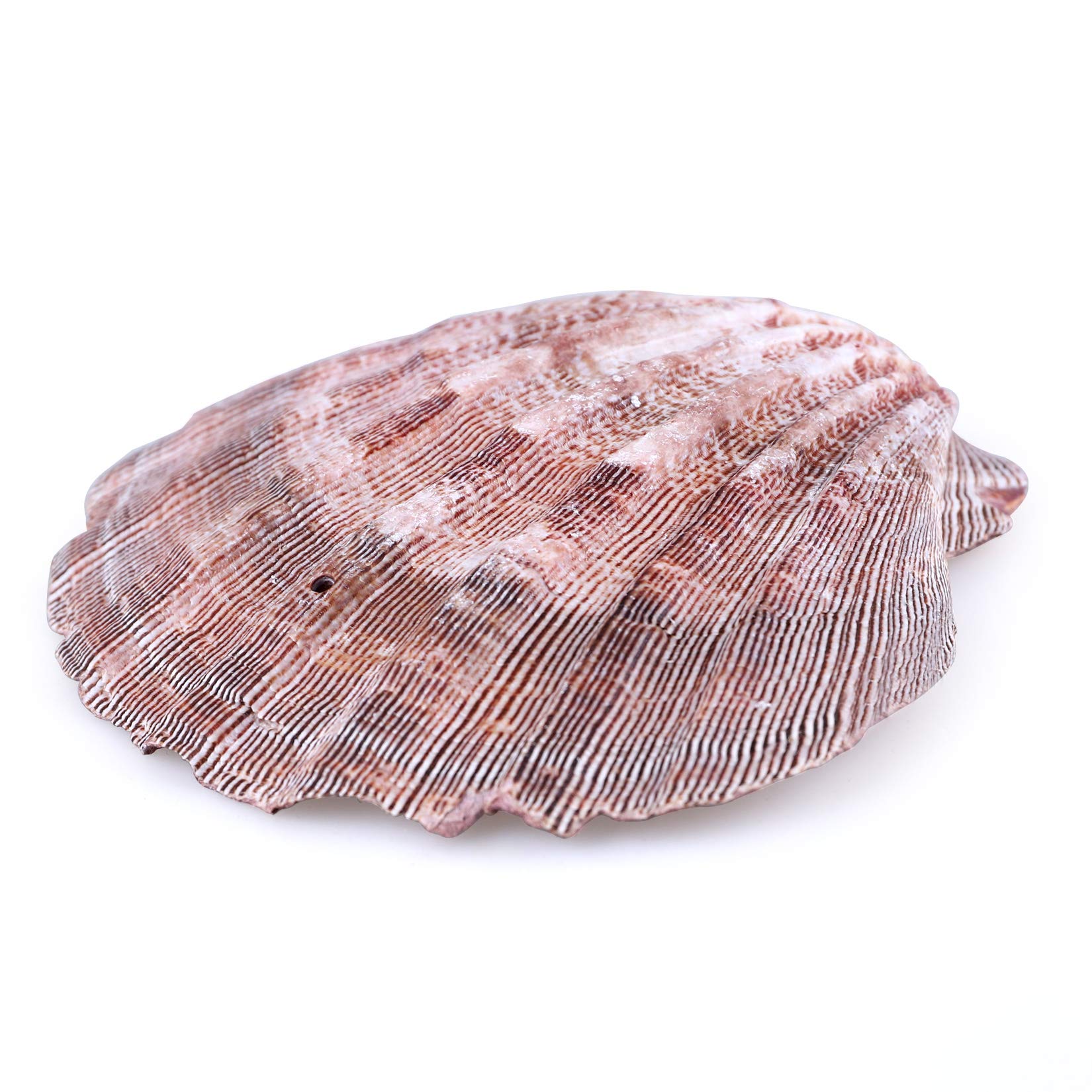 Snapklik.com : 2 PCS 5.5" Large Great Scallop Shells Brown Lions Paw ...
