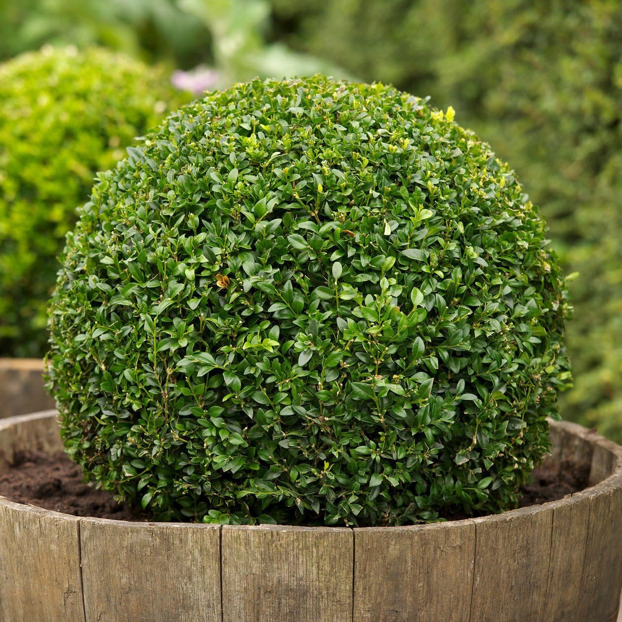 Amazon.com: Boxwood, Buxus sempervirens, Seeds, (Hardy Evergreen ...