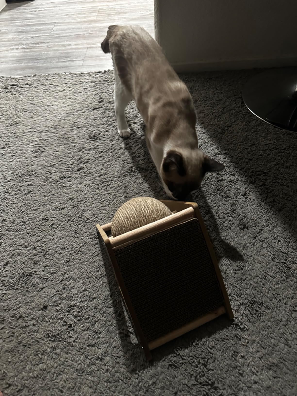 Amazon.com : Chordobe Rabbit Scratching Toy Pad - Chordobe 2 in 1 ...