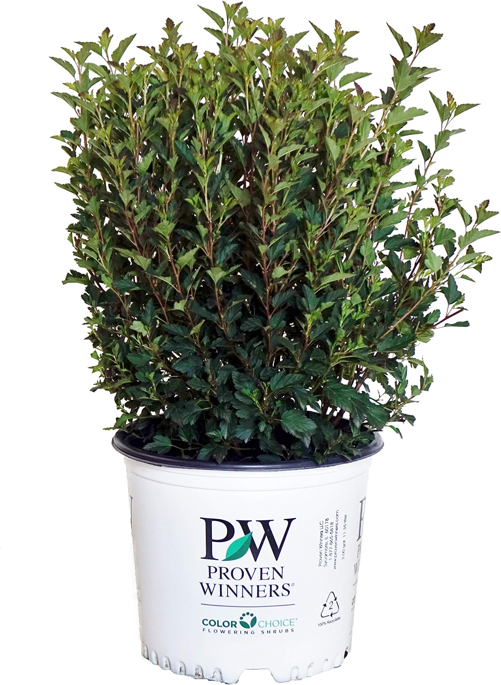 Amazon.com : Tiny Wine® Ninebark Perennial Shrub - Physocarpus - Proven ...