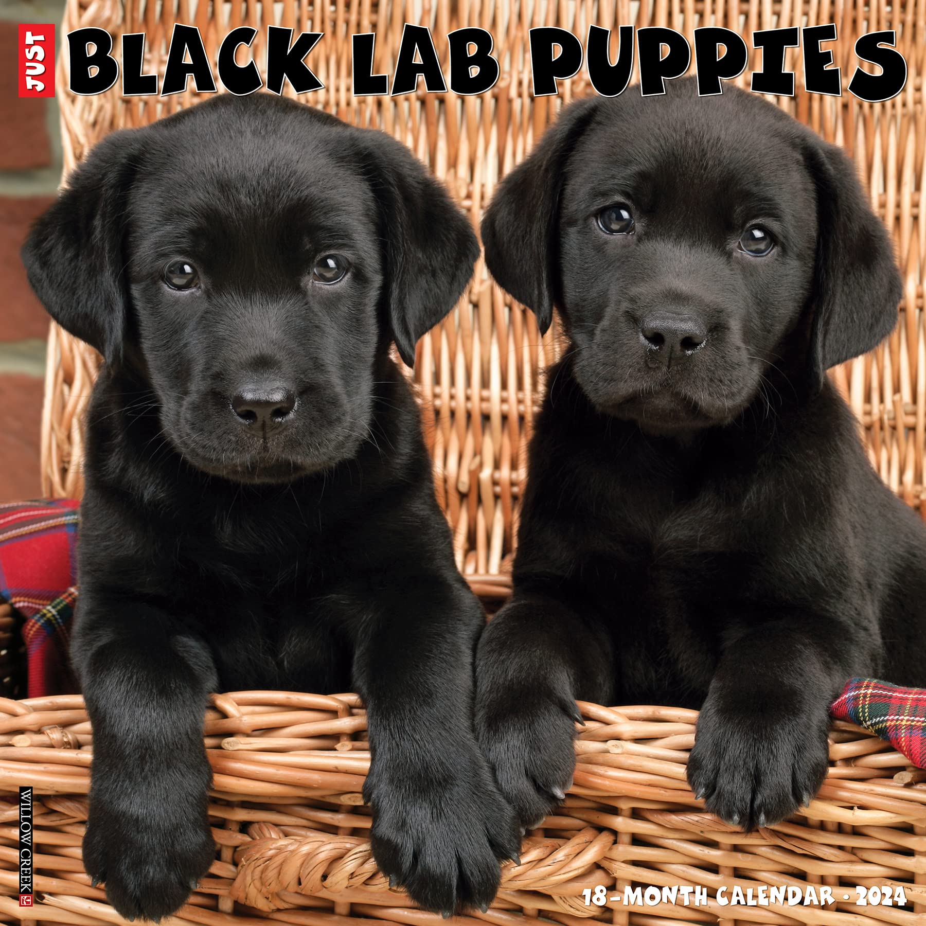 Black Lab Puppys