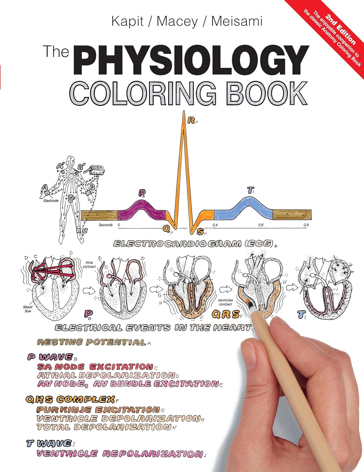 Amazon.com: Physiology Coloring Book, The: 9780321036636: Kapit, Wynn ...