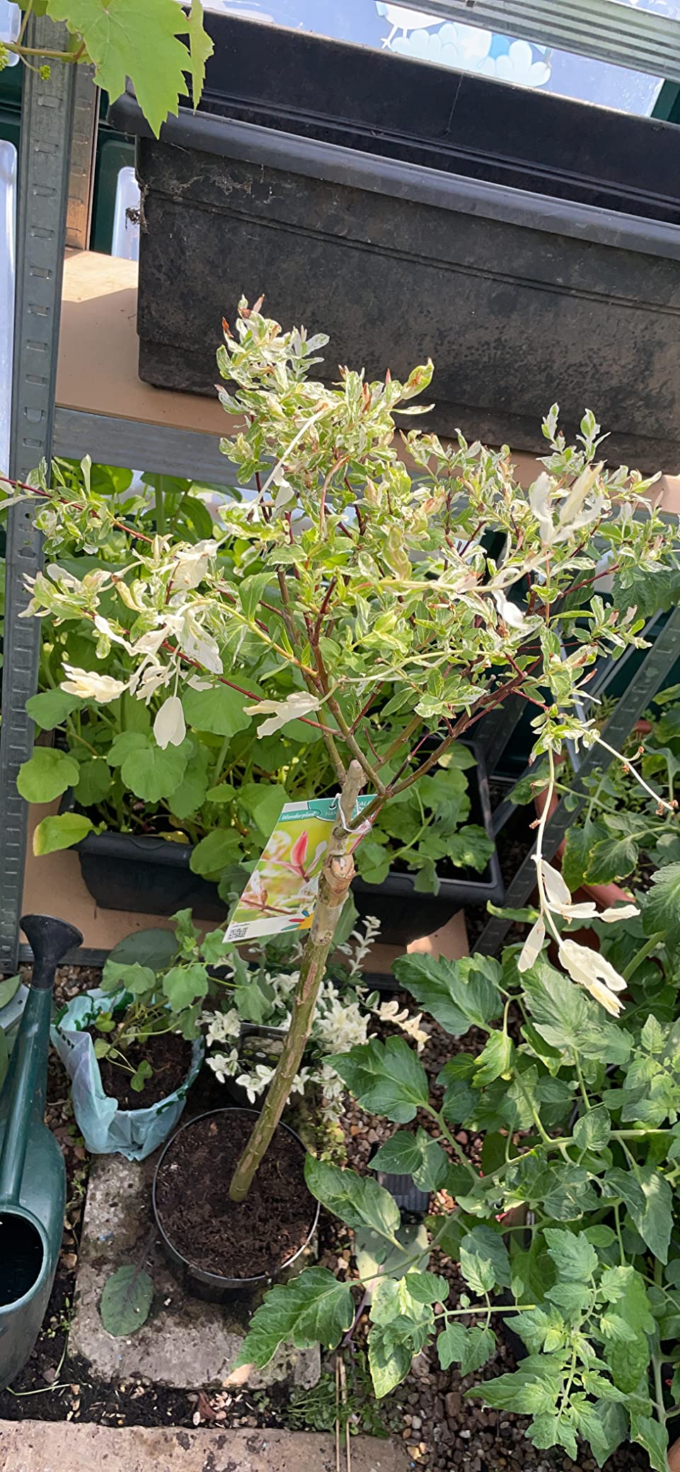 Salix Flamingo | Dwarf Flamingo Tree | Hardy Potted Patio Tree | 100 ...