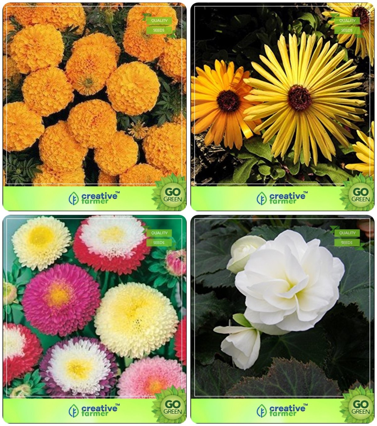Creative Farmer Flower Seeds : Flower Seeds Combo Pack Winter & All ...