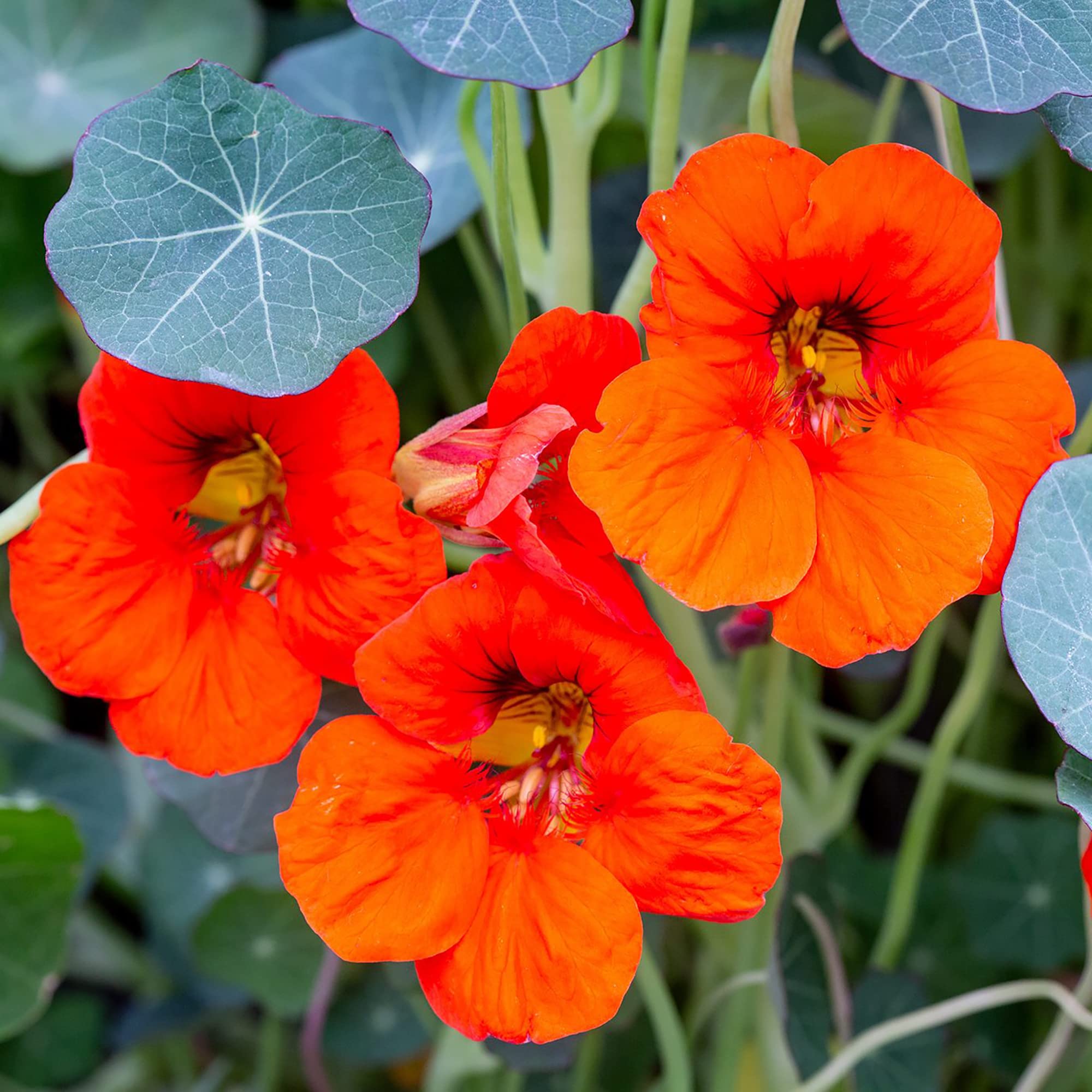 Growing Nasturtiums In Containers