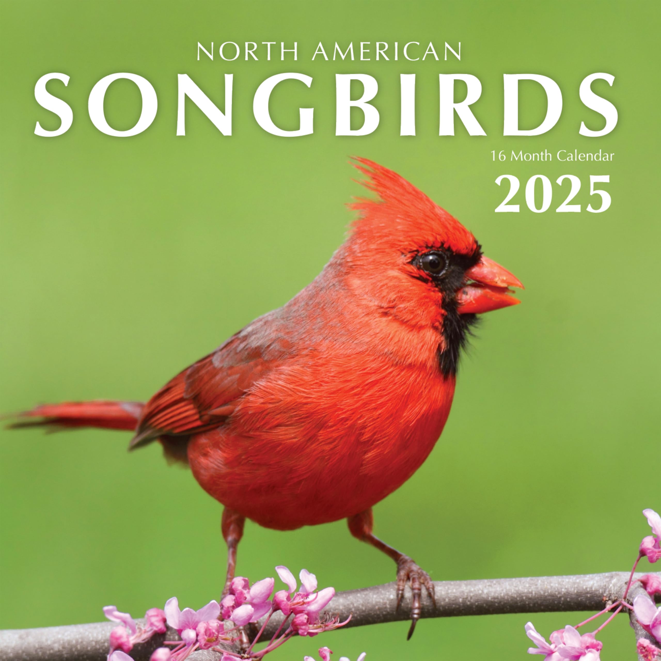 Songbirds 2025 Hangable Wall Calendar Monthly Beautiful Wildlife Bird ...