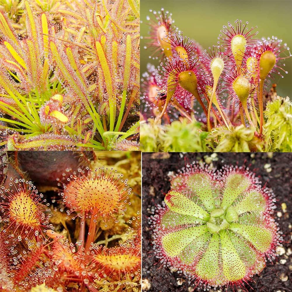 Amazon.com : QAUZUY GARDEN 200 Mixed Drosera Sundew Seeds - Premium ...