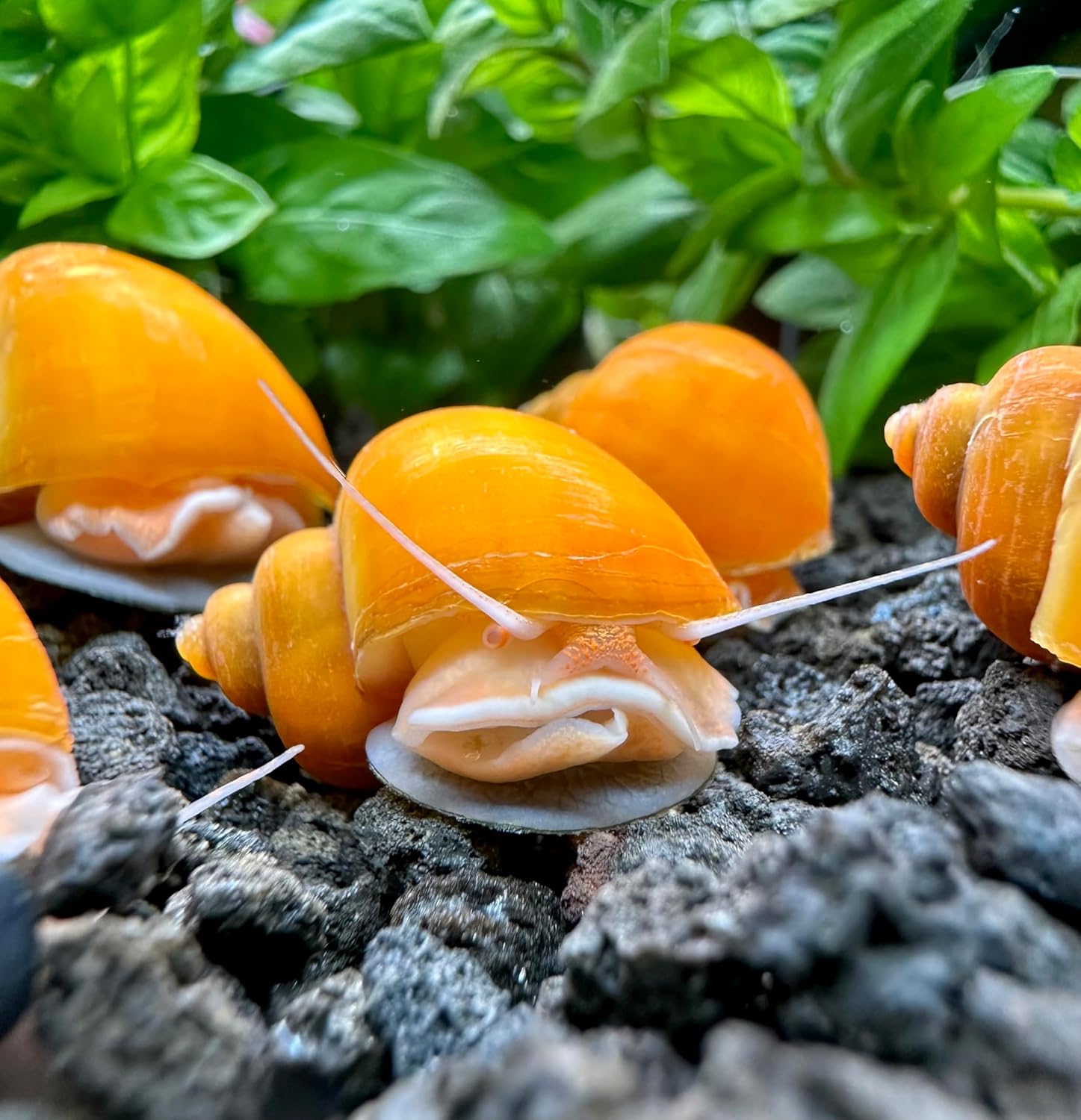 Amazon.com : AquaticMotiv® 3-Pack Gold Mystery Snails (Pomacea ...