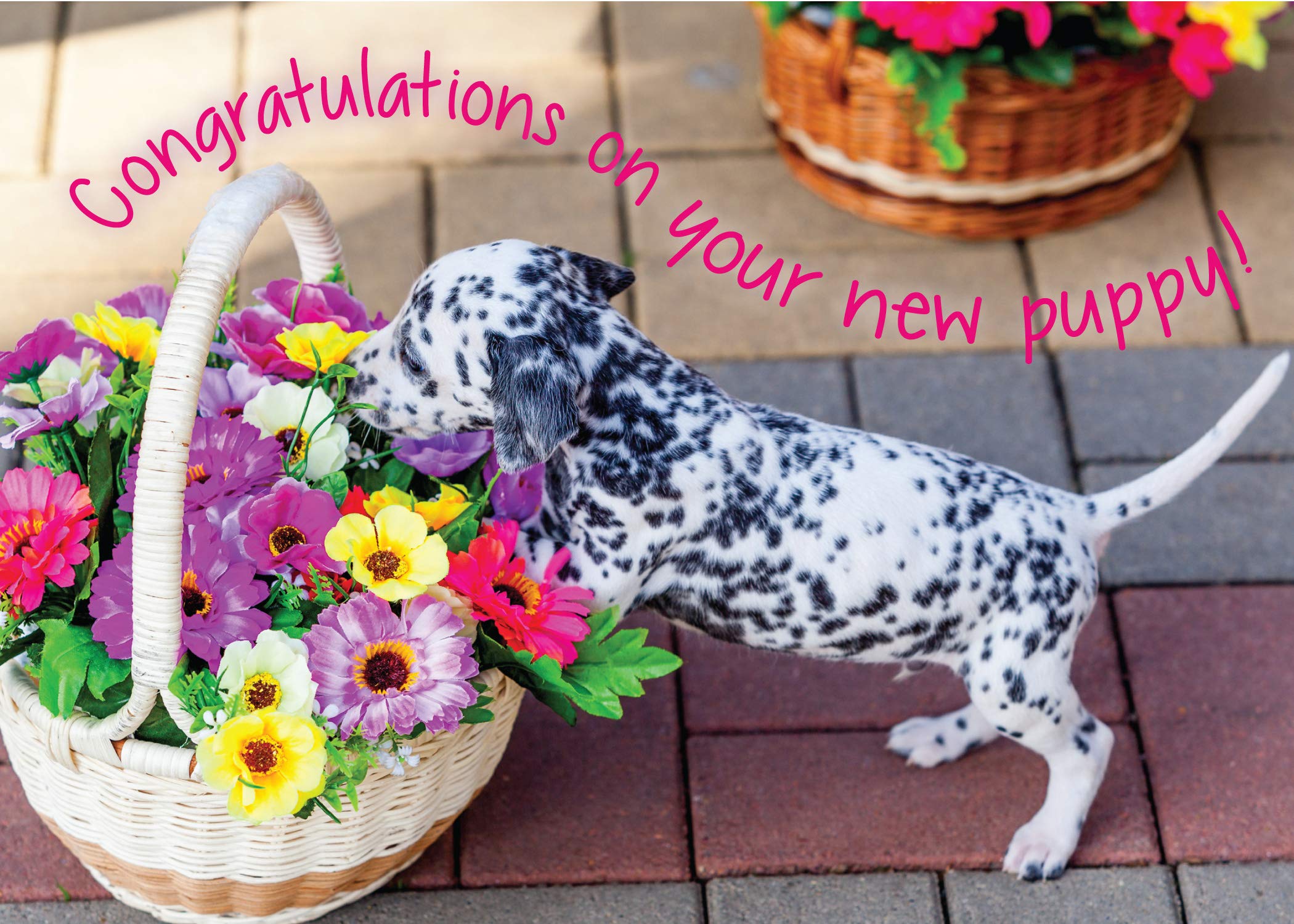 Congrats Puppy
