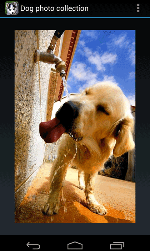 Cute puppies free - App on Amazon Appstore