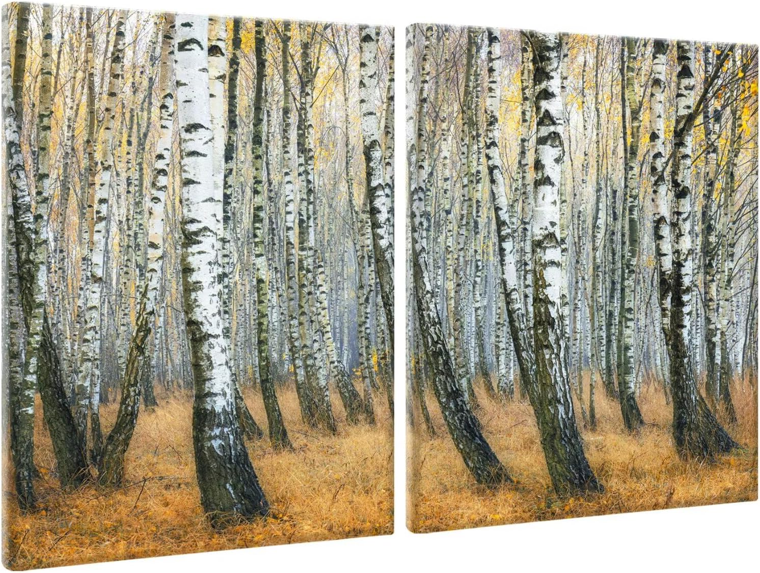 Amazon.com: PHOENIX Autumn Birch Forest Wall Art Decor Set of 2 Framed ...
