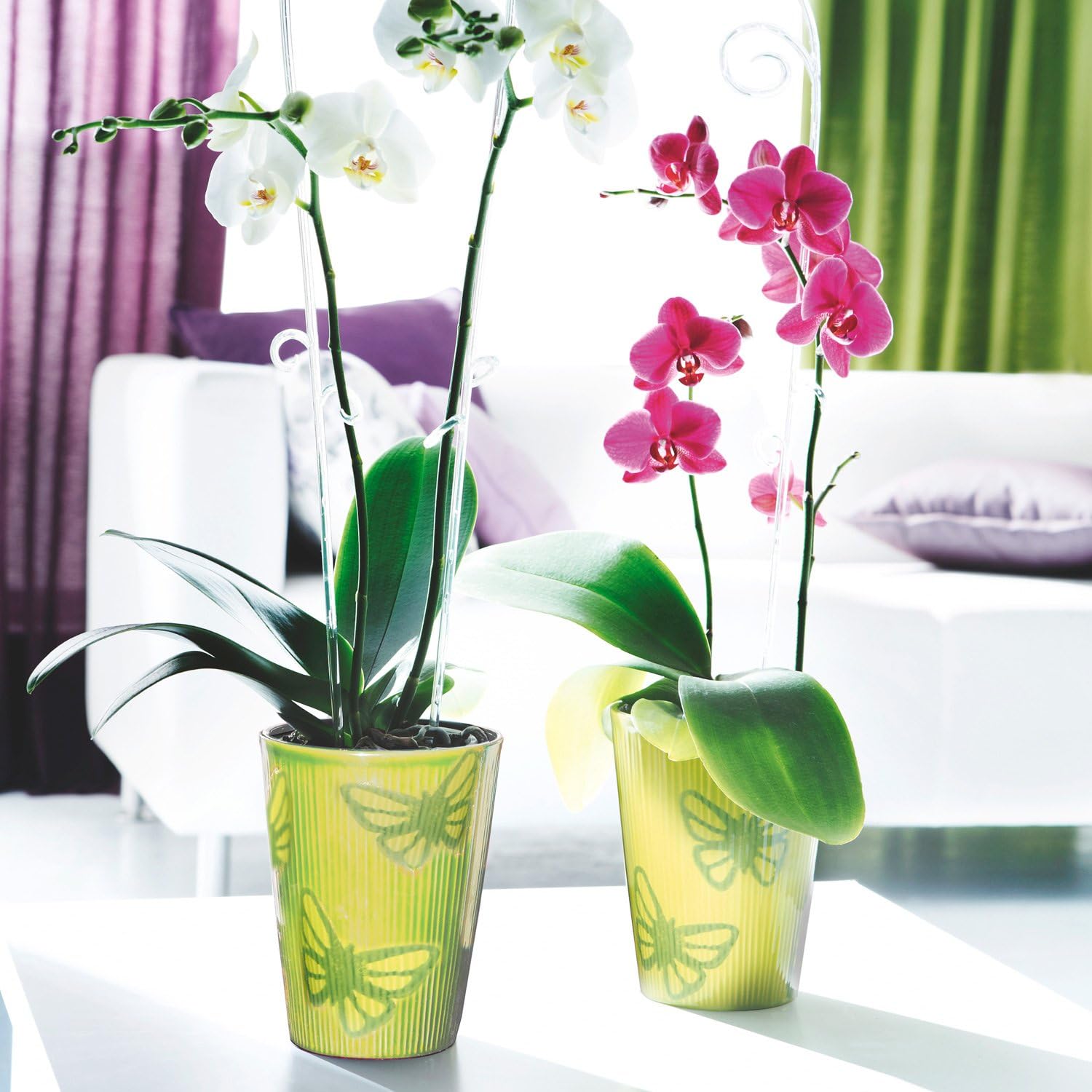 Scheurich 604/17 Papillon Green Planter : Amazon.ca: Patio, Lawn & Garden