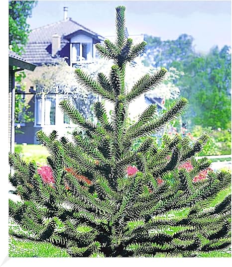 BALDUR Garten Affenschwanz-Baum, 1 Pflanze, Araucaria, Chilenische ...