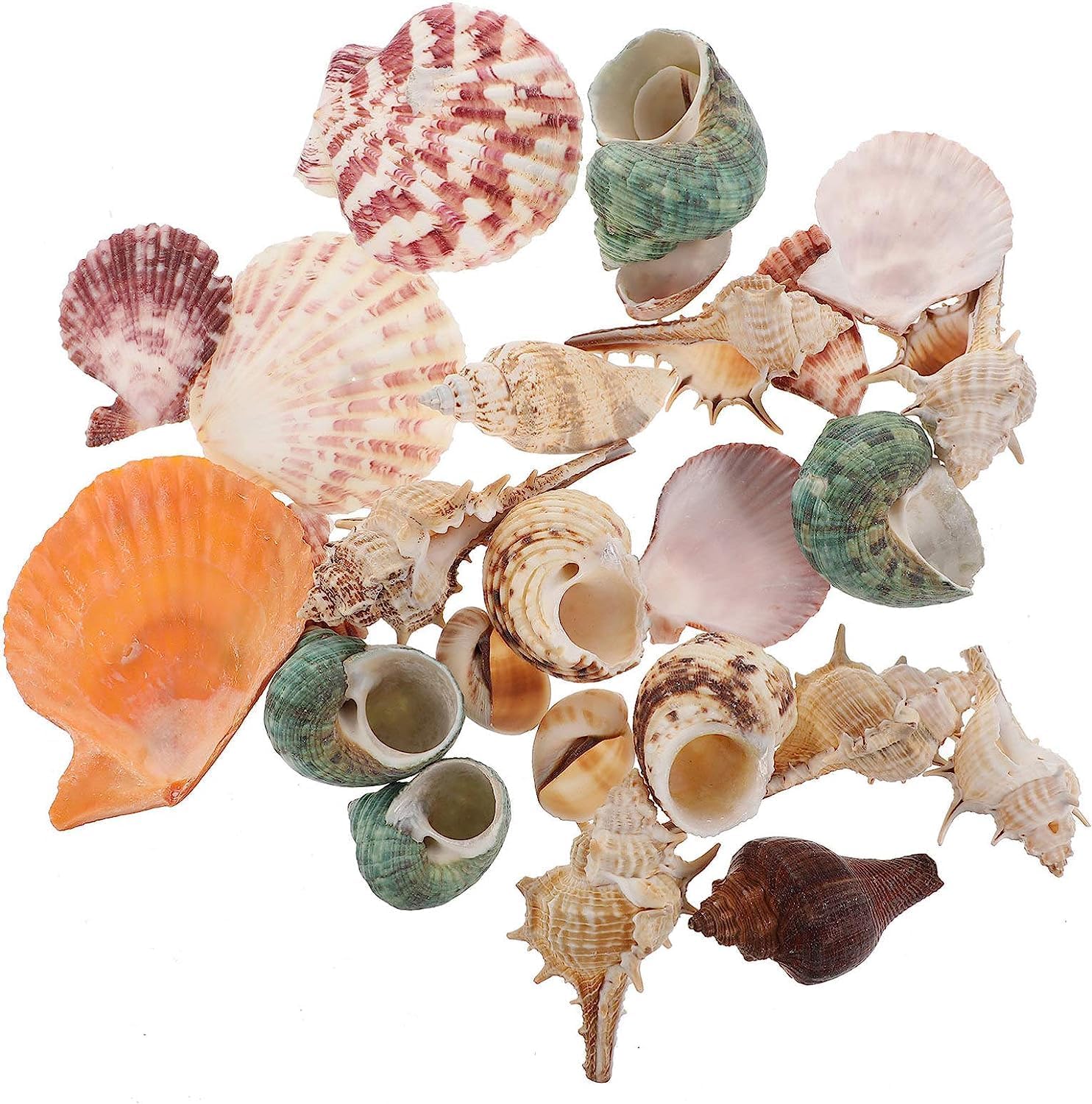 Mumoo Bear Mixed Sea Shells, 200g Beach Seashells Starfish, Various ...