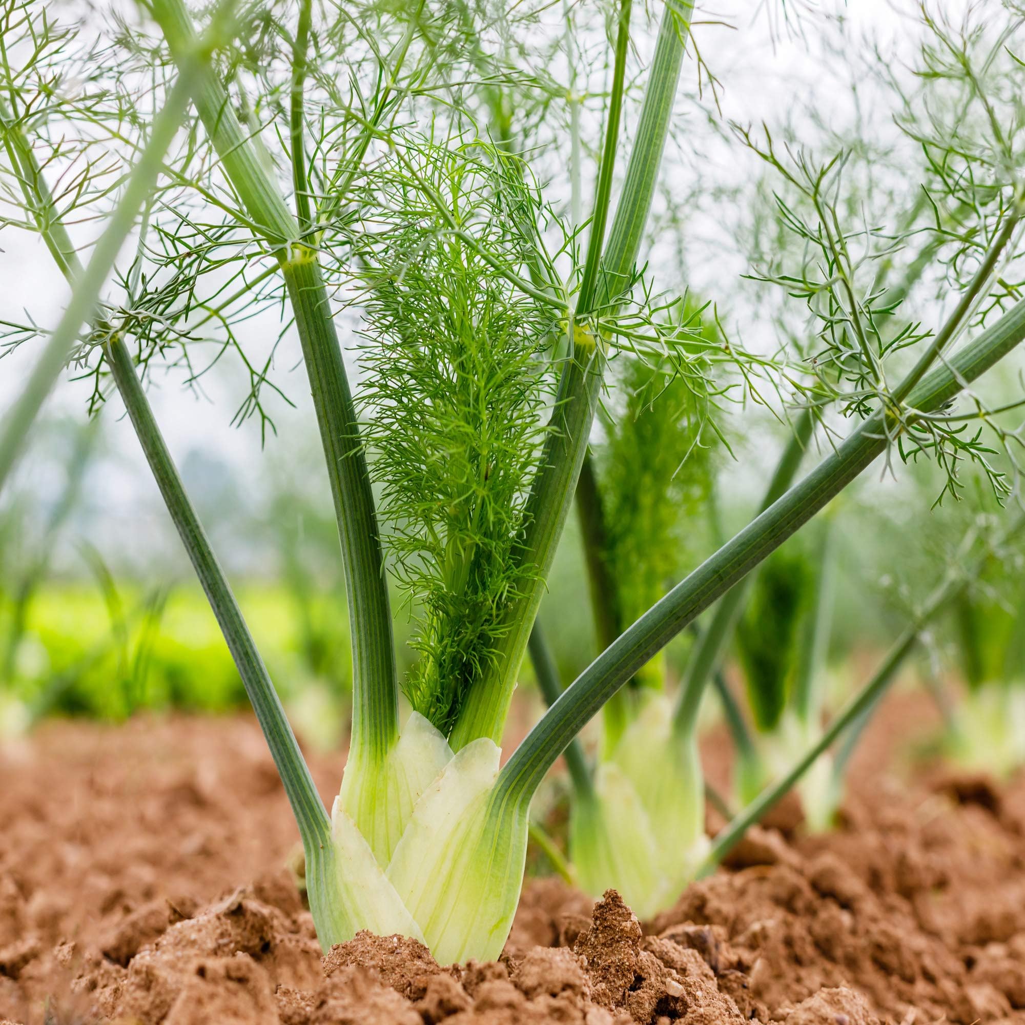 Amazon.com : Seed Needs Florence Fennel Seeds for Planting - Non-GMO ...