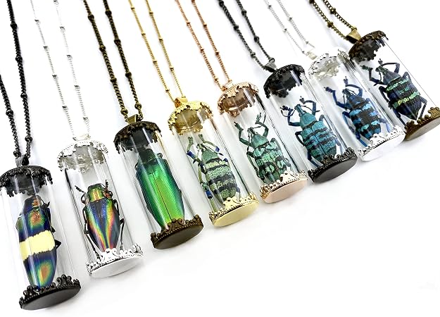 Amazon.com: Chrysalis Studios Real bug necklace Authentic beetle ...