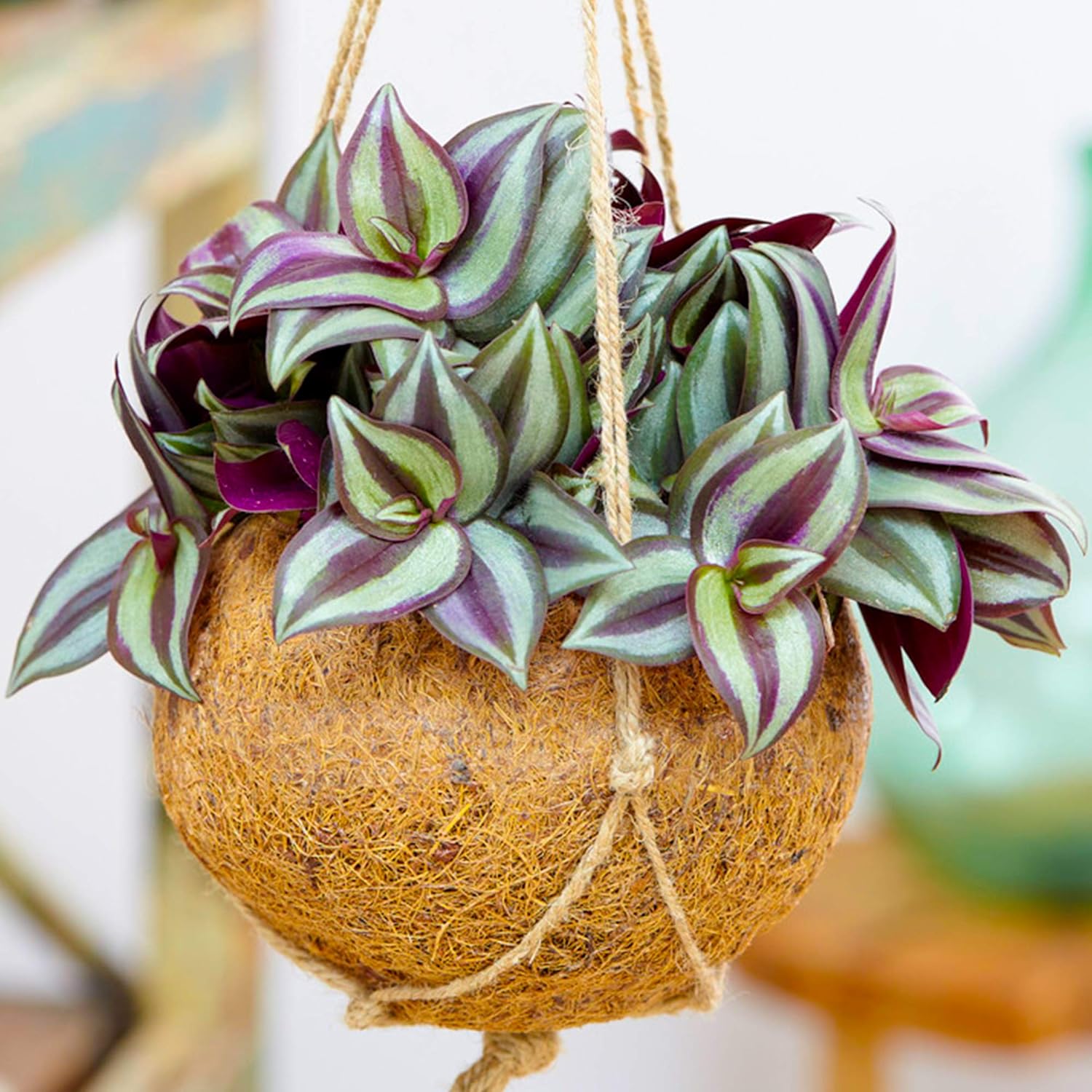 Tradescantia Zebrina – Misère | Persistante en pot 12-25 cm Plante d ...