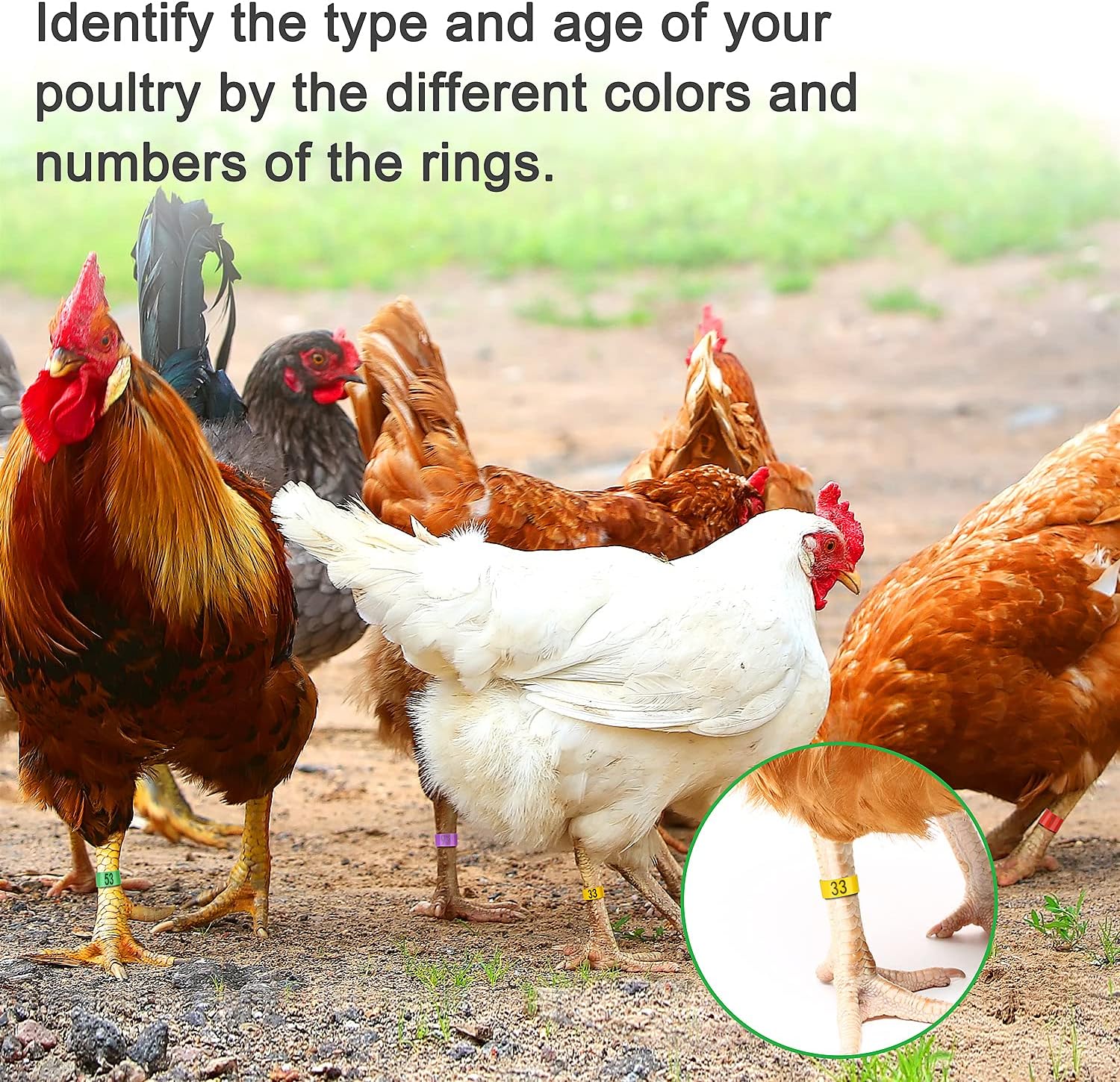 GanKe Chicken Leg Rings Multicoloured Chicken Identification Leg Bands ...