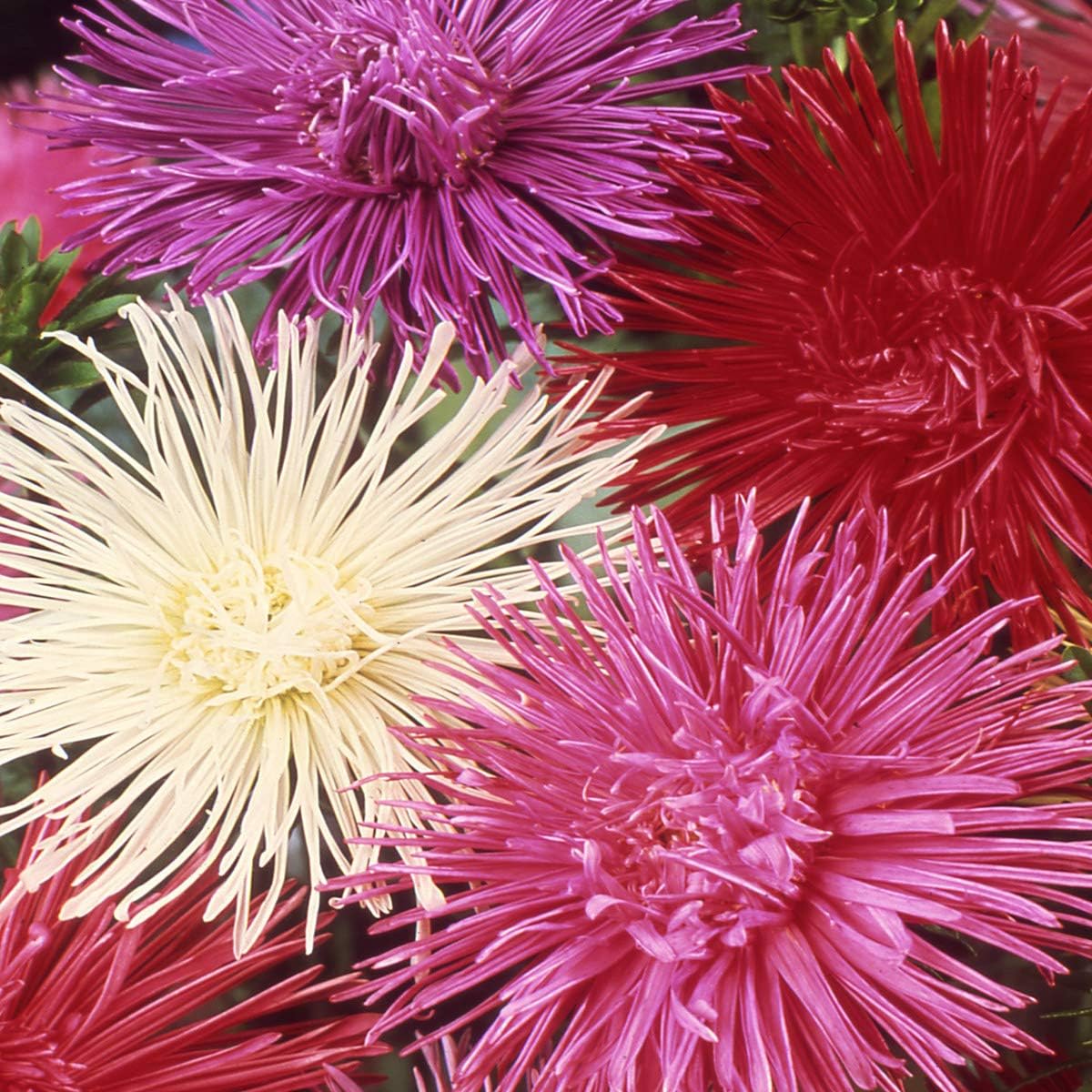 Amazon.com : David's Garden Seeds Flower Aster China Powderpuff Mix ...
