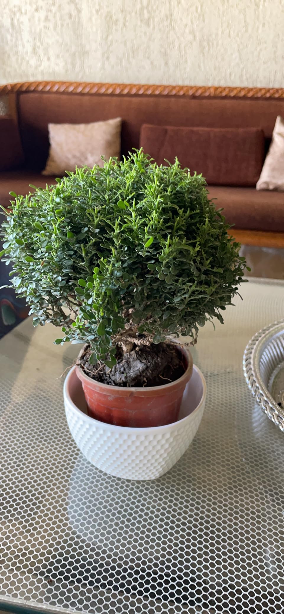 Adhikaryshop Table Kamini/Dwarf Kamini Healthy Live Roof Top Cutting ...