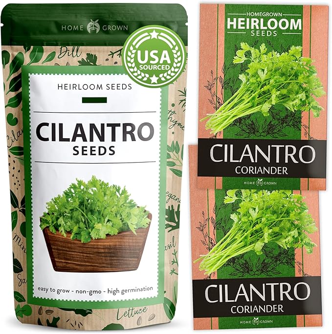 Amazon.com : HOME GROWN 500+ Cilantro Seeds for Planting Indoors or ...