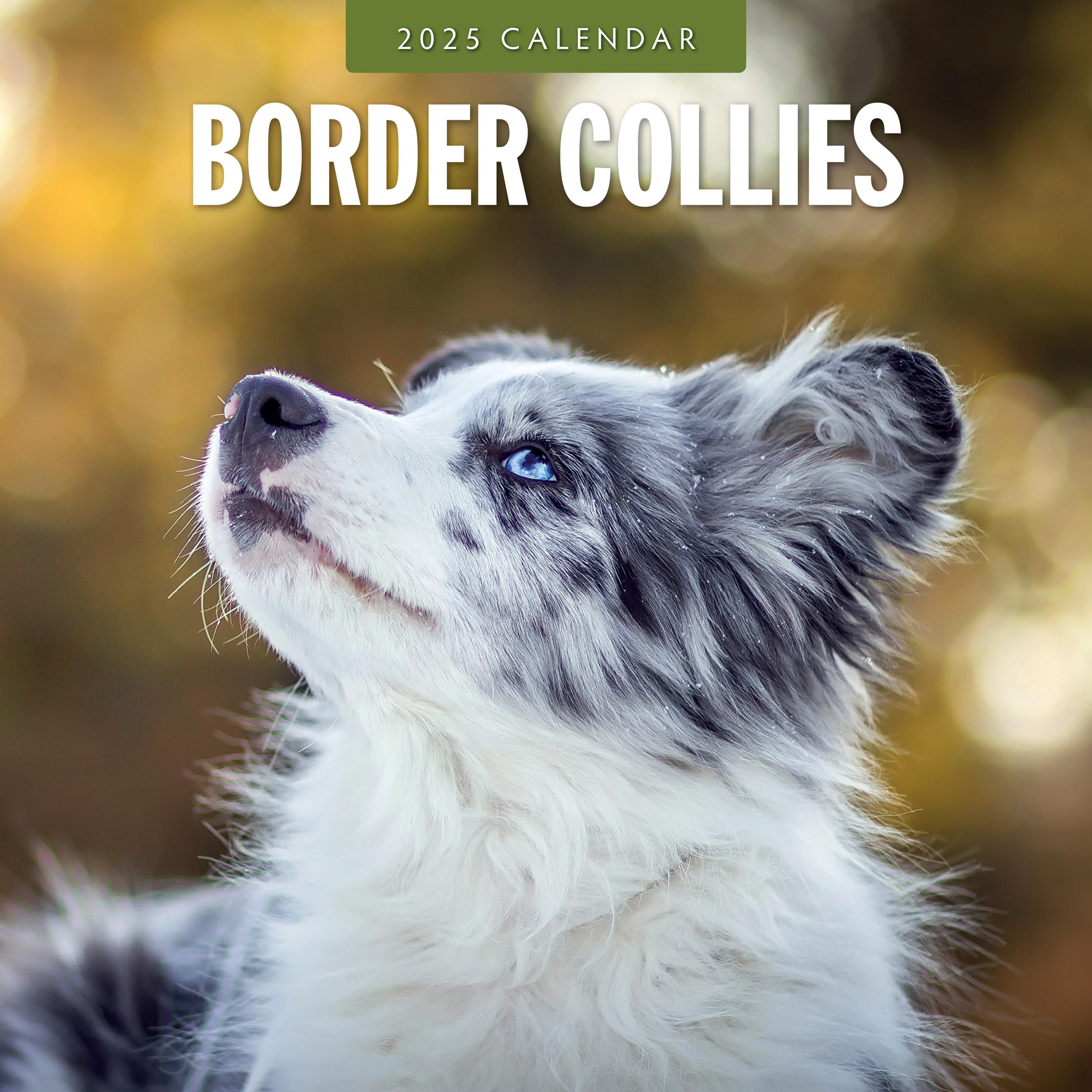 Amazon.com: Red Robin 2025 Border Collies Monthly Wall Calendar | 12" x ...