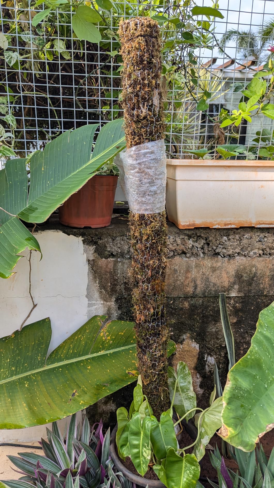 Dr. Arya's Moss Stick | Green Grass Pole for Plants Support | Moss ...