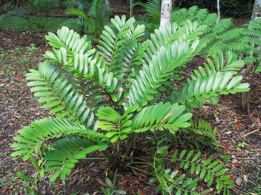 PlantaZee Zamia Zamioculas Zamiifolia Raven Succulent Rare Exotic Live ...