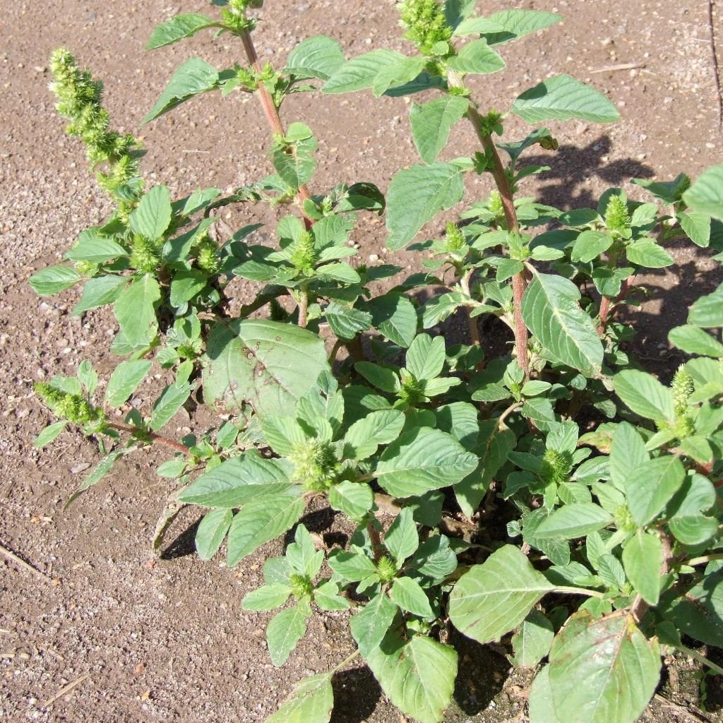 Pigweed Edible A Guide For Identifying Pigweed Species Commonly Found