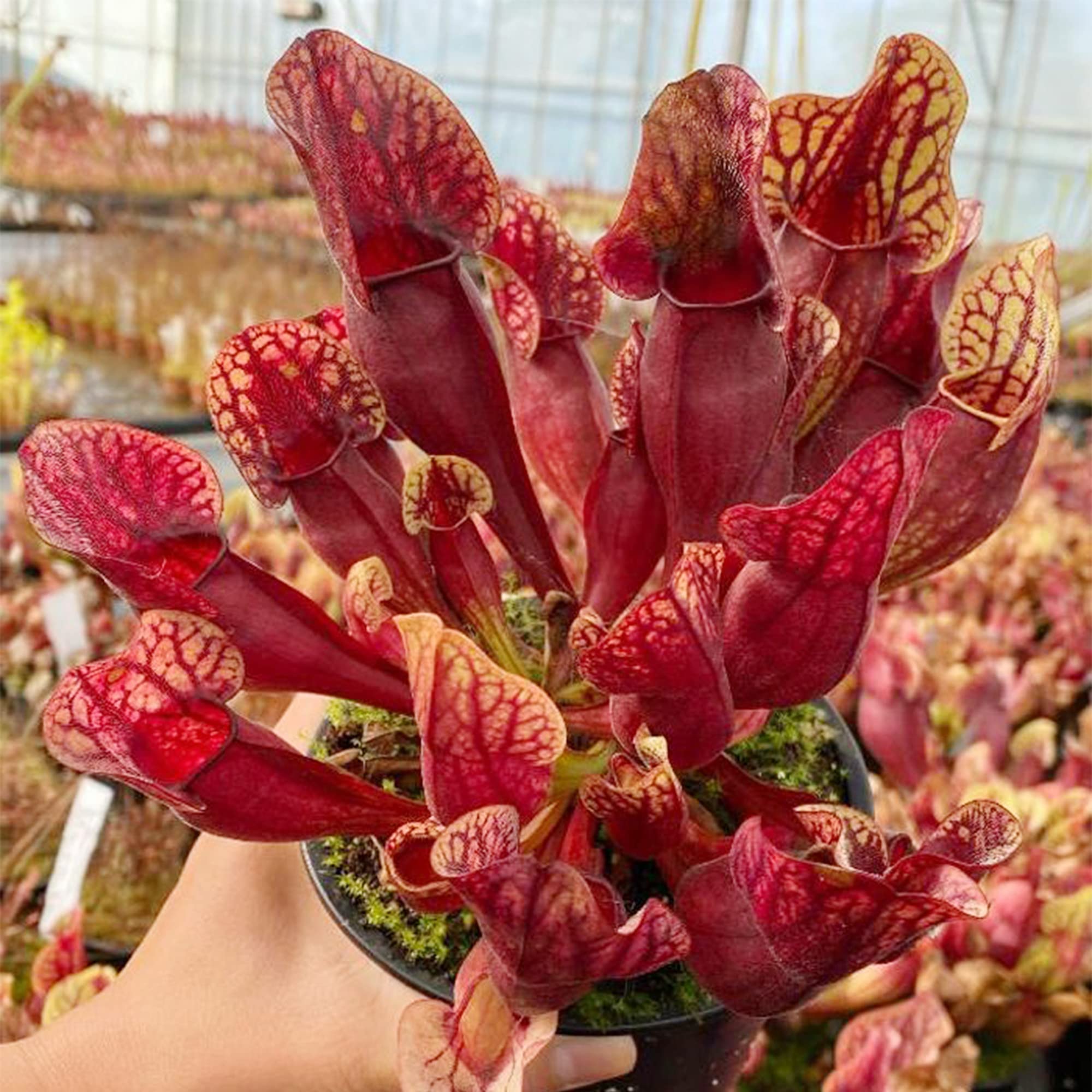 Rare Exotic Plants