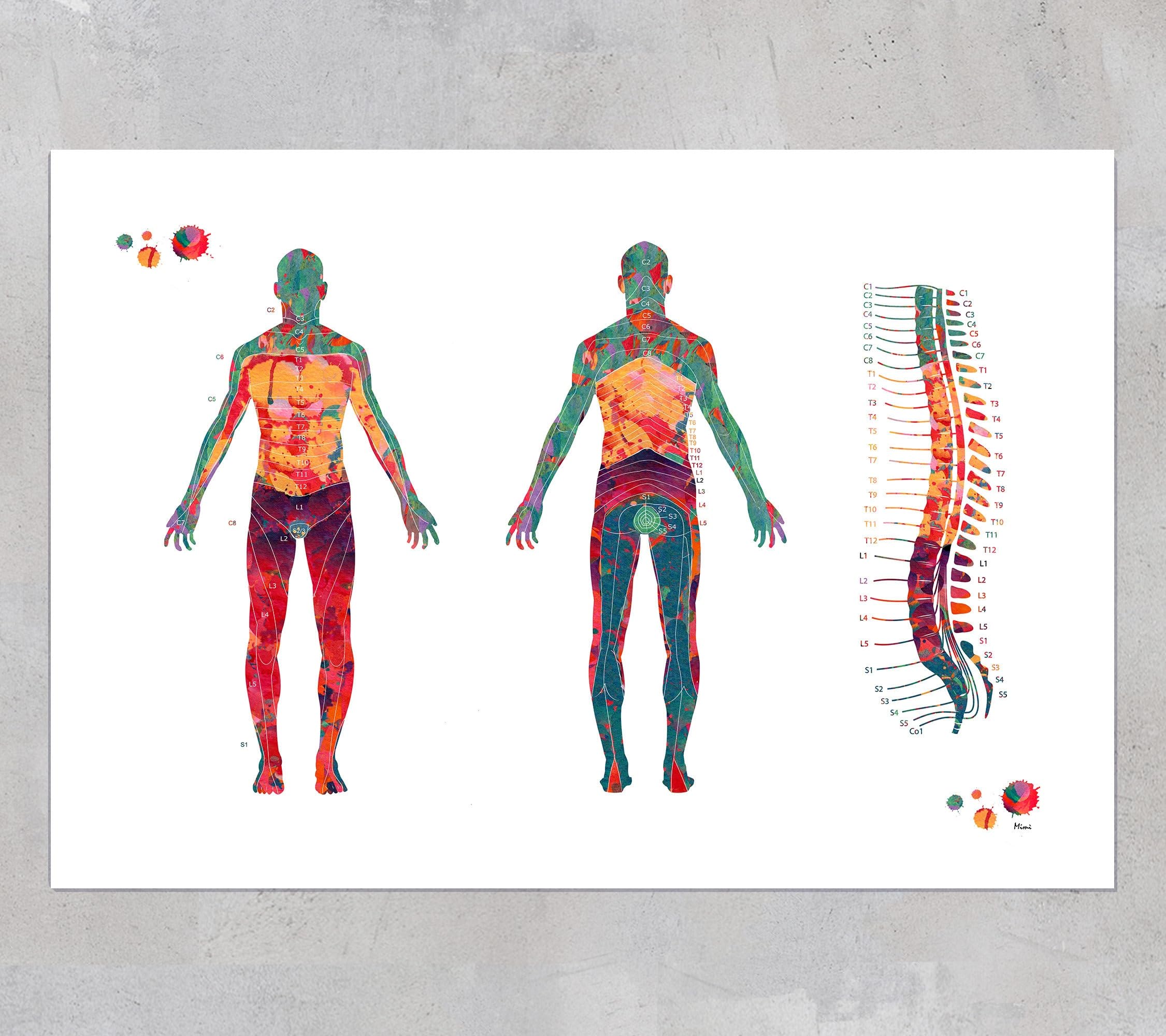 Printable Dermatome Chart Printable Chart