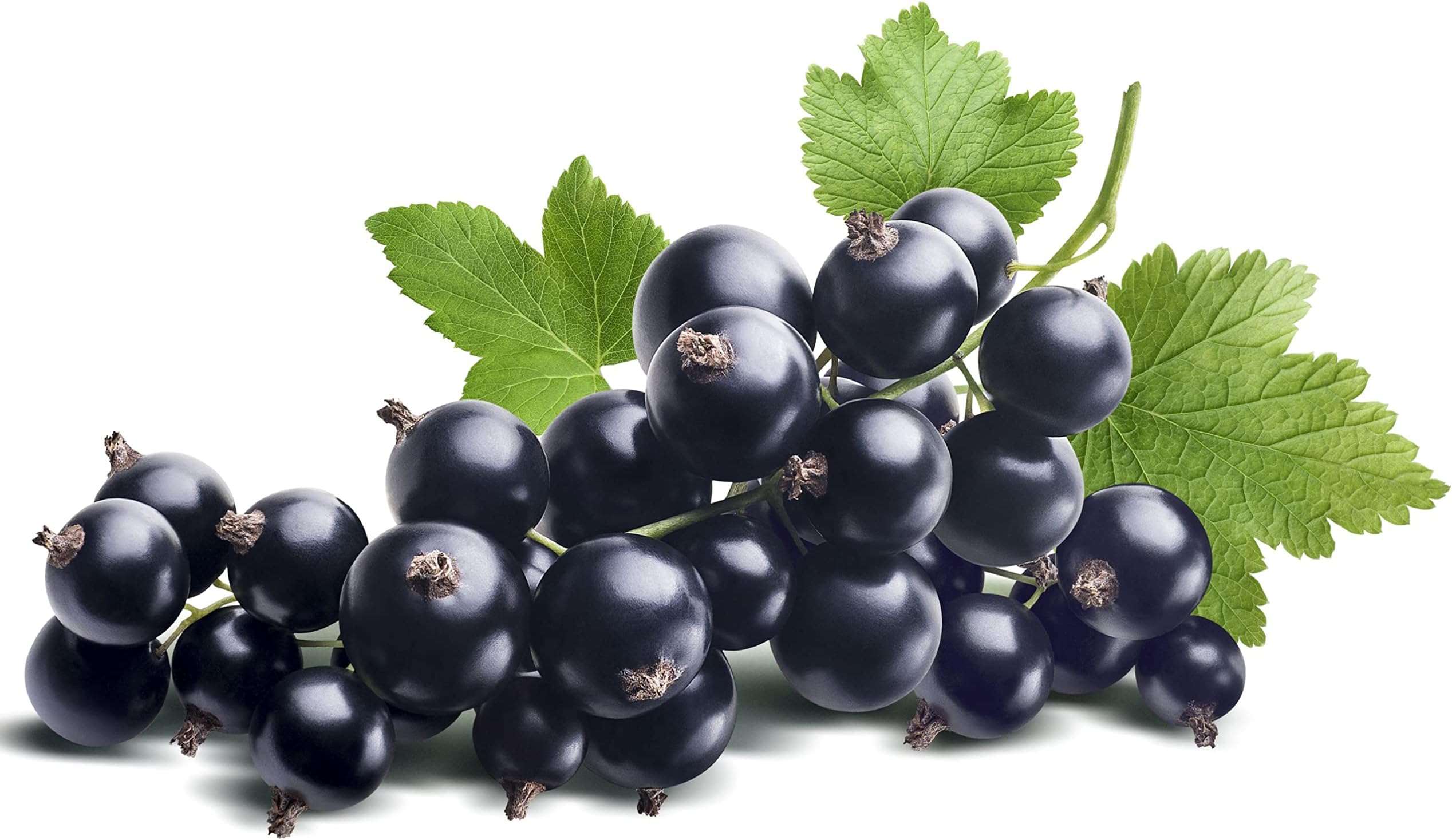 Fruit Plants - Redcurrant 'Rovada' - 1 x Full Plant in a 3 Litre Pot ...