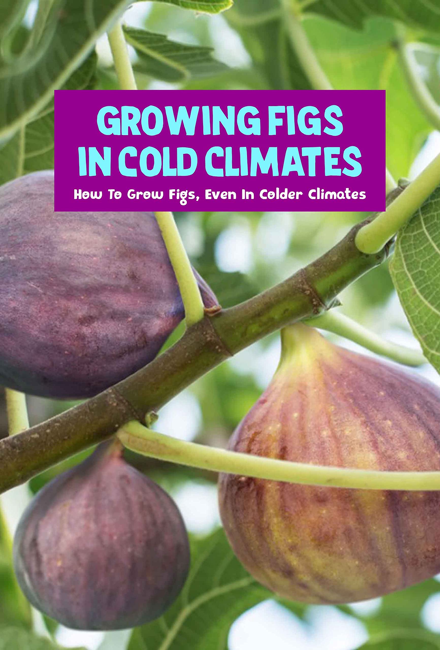 Buy Growing Figs In Cold Climates: How To Grow Figs, Even In Colder ...