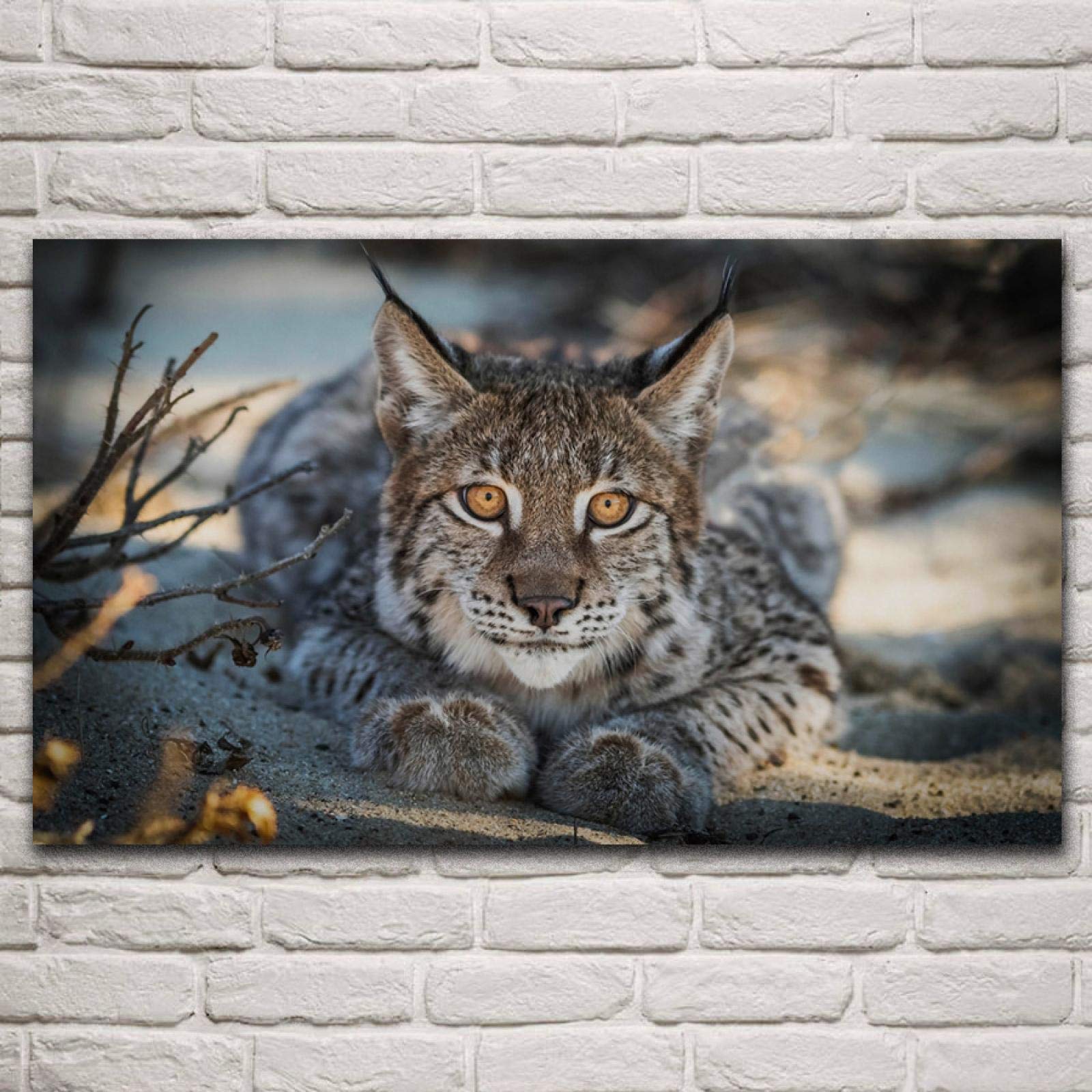 Wild Cat Predator
