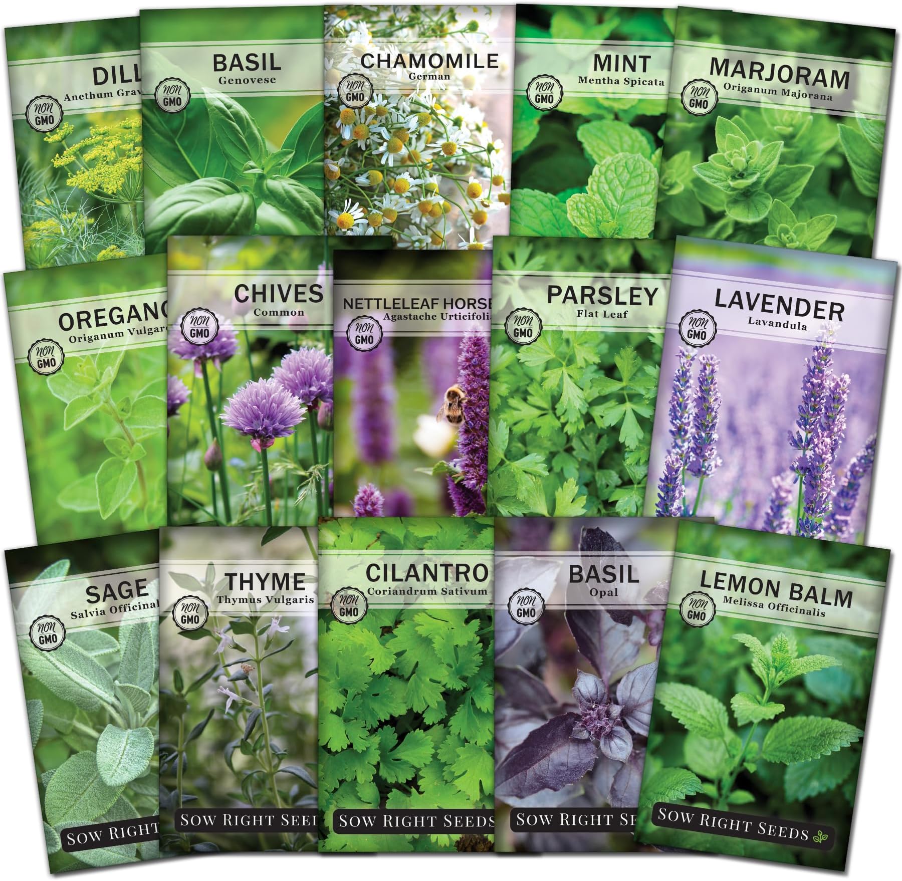 Amazon.com : Garden Pack 20 Herb Seeds Variety Pack - 14,000 Non GMO ...