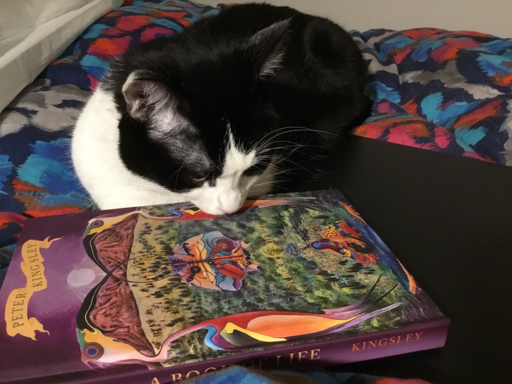 A Book of Life : Kingsley, Peter: Amazon.com.au: Books