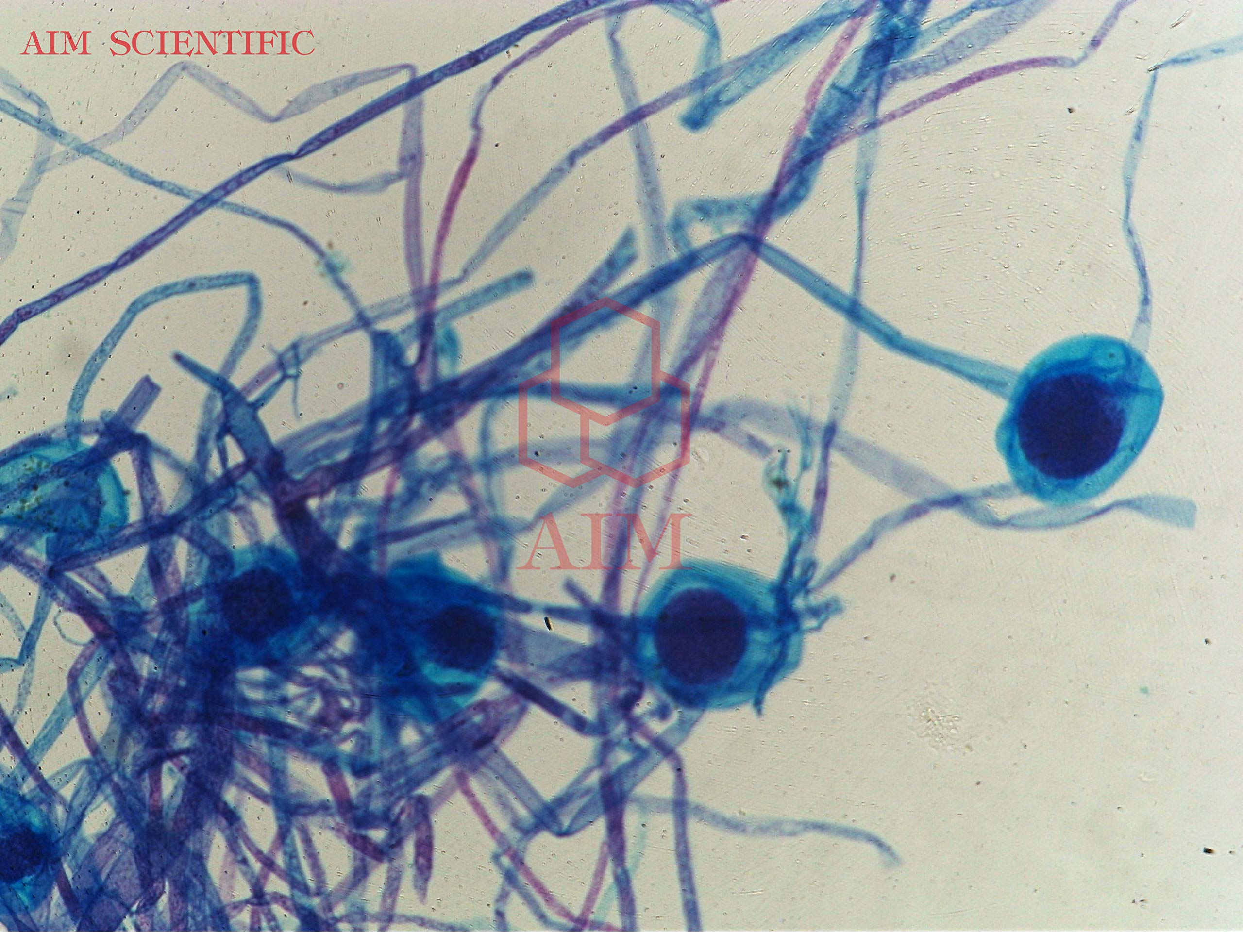 Mold Microscopic Slide Mold Types Prepared Microscope Slide 4 0