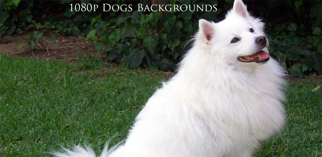 1080p Dogs Backgrounds:www.amazon.com:Appstore for Android