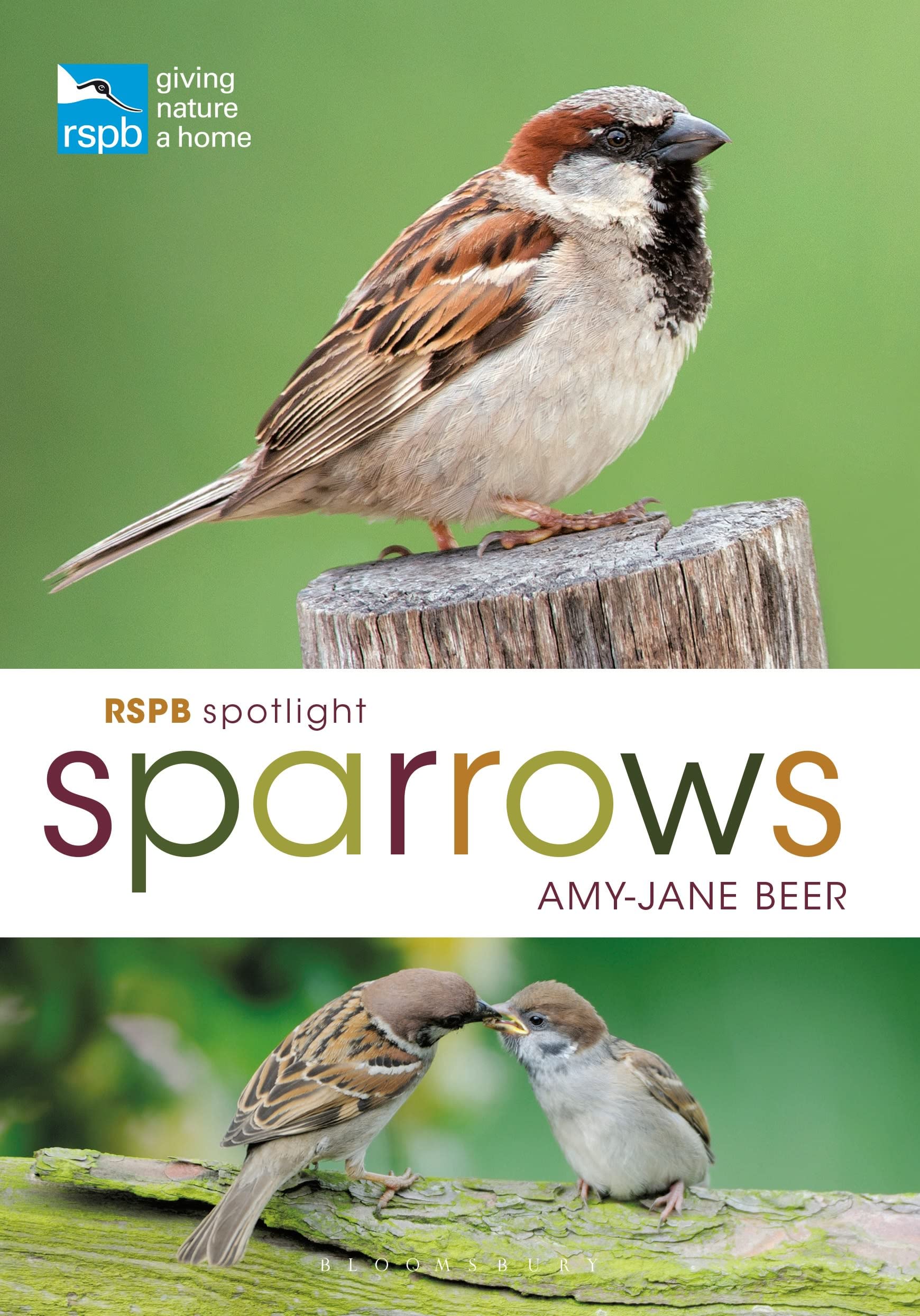RSPB Spotlight Sparrows: Amazon.co.uk: Beer, Amy-Jane: 9781472955937: Books