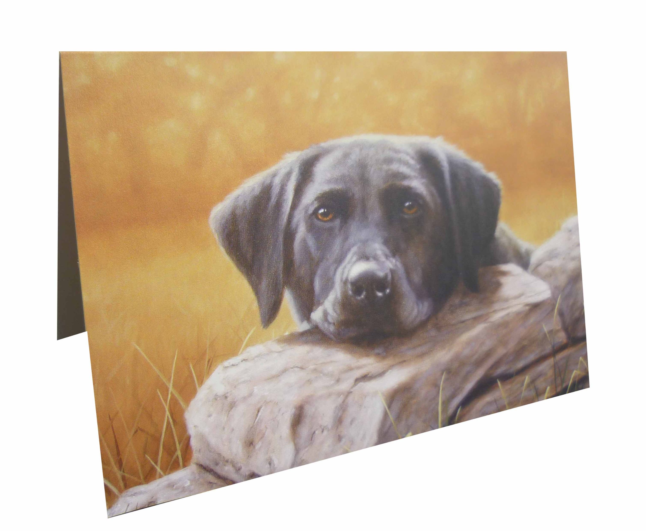 Black Labrador Notecards (pack of 10) : Amazon.co.uk: Stationery ...